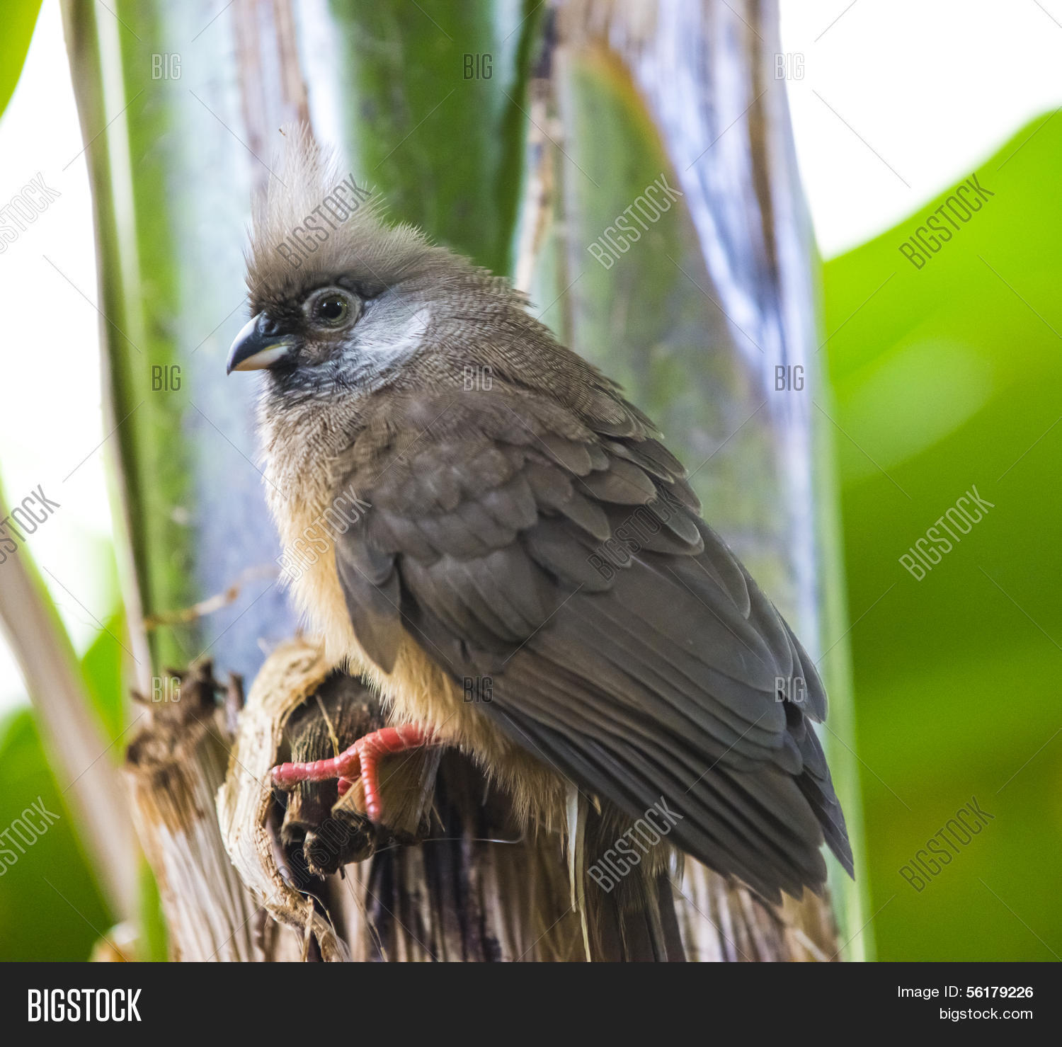 Speckled Mousebird Image & Photo (Free Trial) | Bigstock