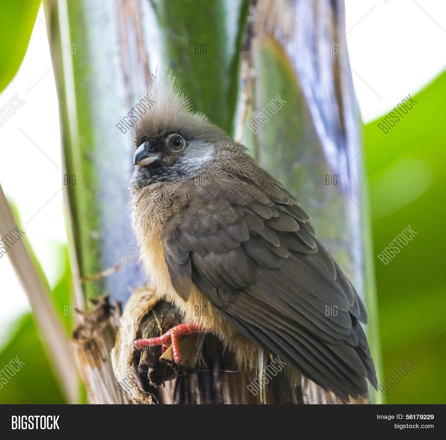 Speckled Mousebird Image & Photo (Free Trial) | Bigstock