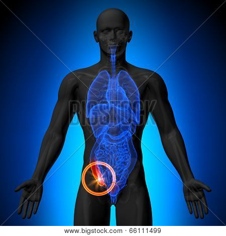 Appendix - Male Image & Photo (Free Trial) | Bigstock