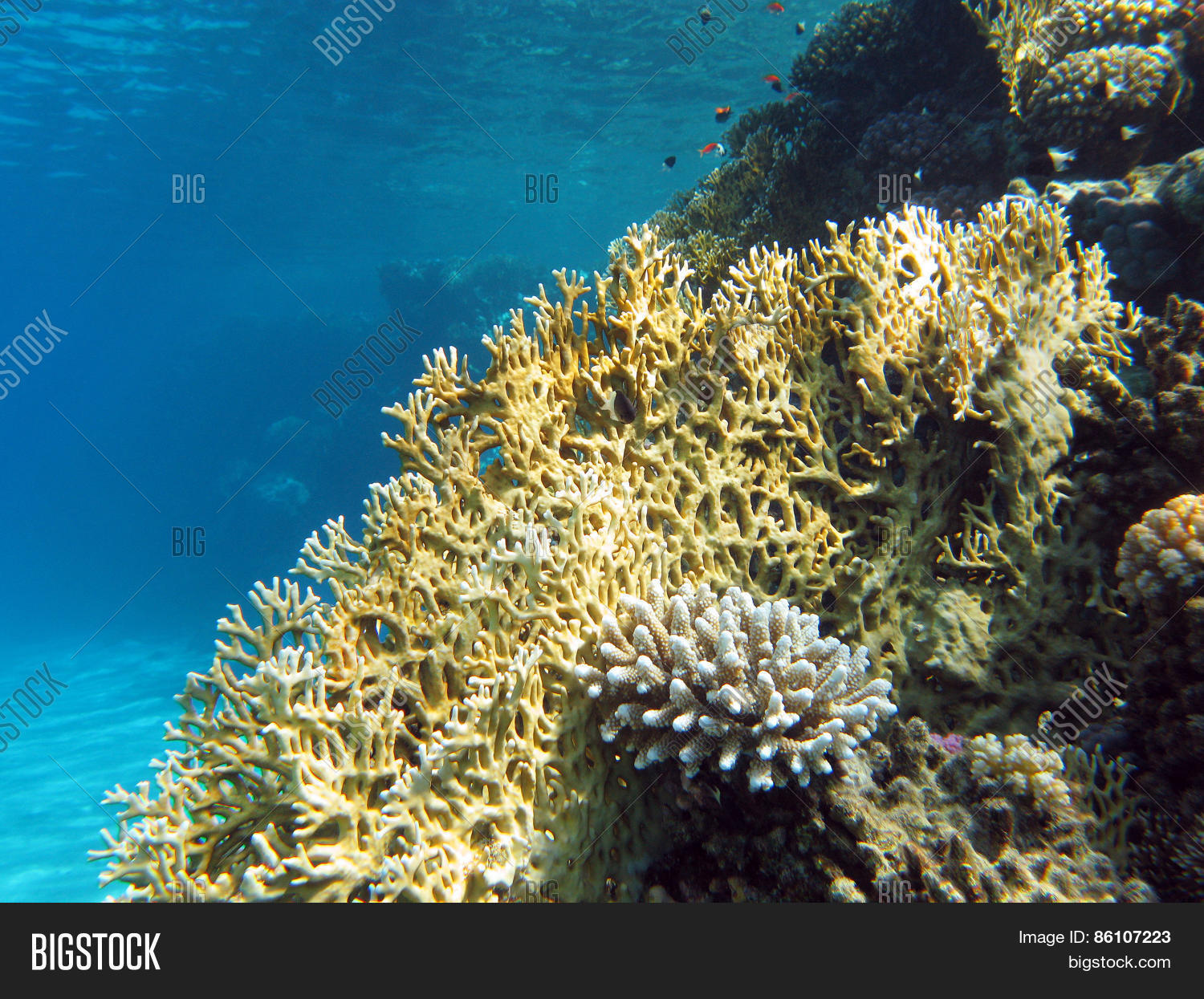 Coral Reef Bottom Image & Photo (Free Trial) | Bigstock