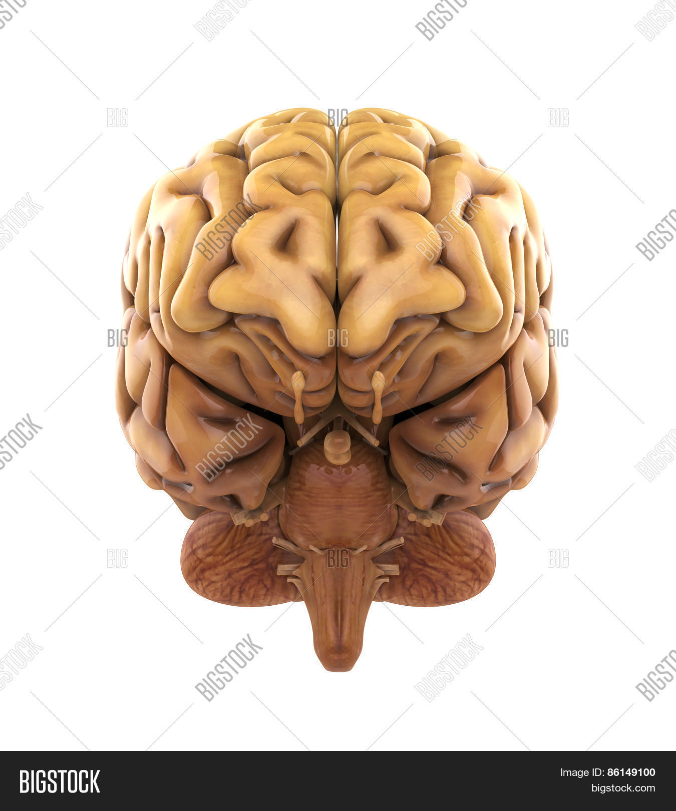 Human Brain Anatomy Image & Photo (Free Trial) | Bigstock