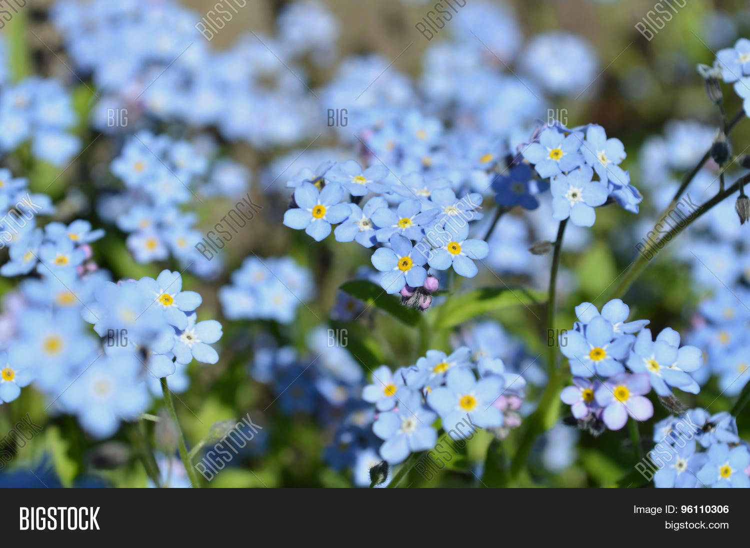 Blue Forget-me-not Image & Photo (Free Trial) | Bigstock