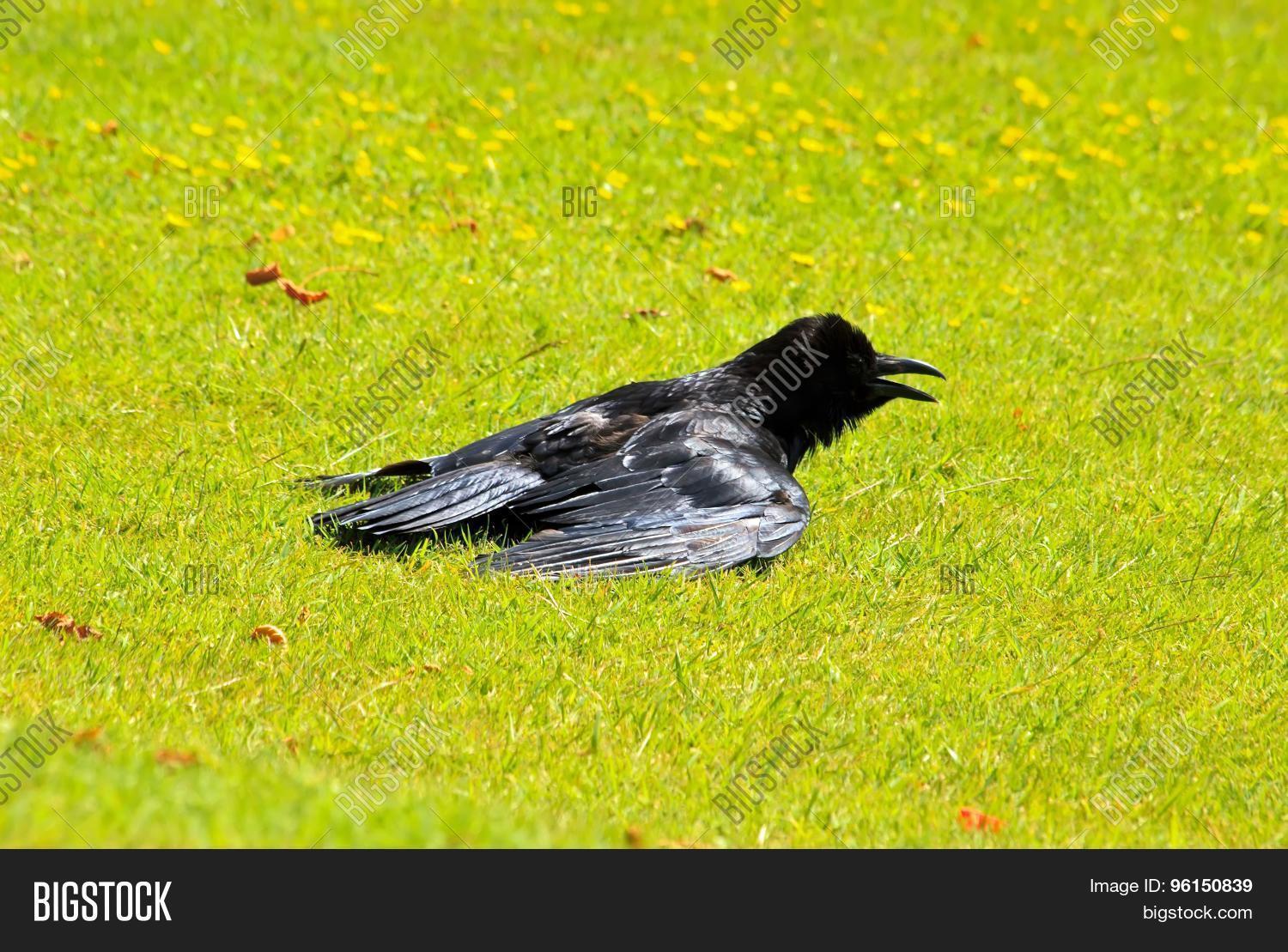 Raven Sun Outstretched Image & Photo (Free Trial) | Bigstock