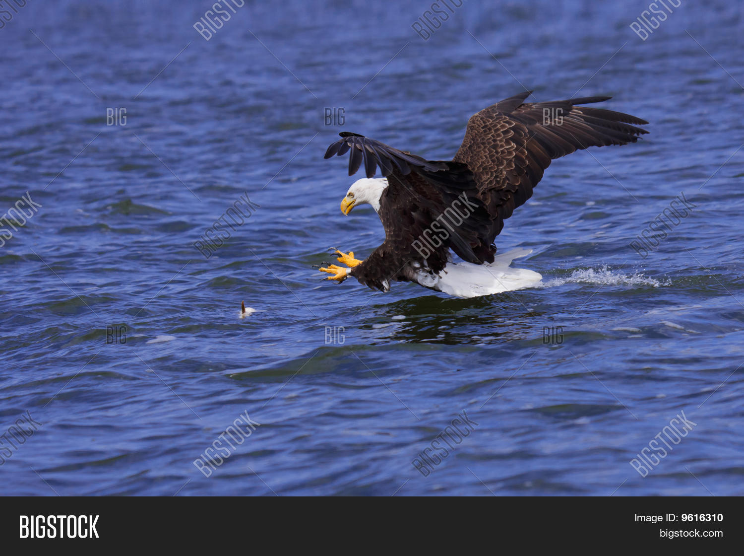 Focused Bald Eagle Image & Photo (Free Trial) | Bigstock