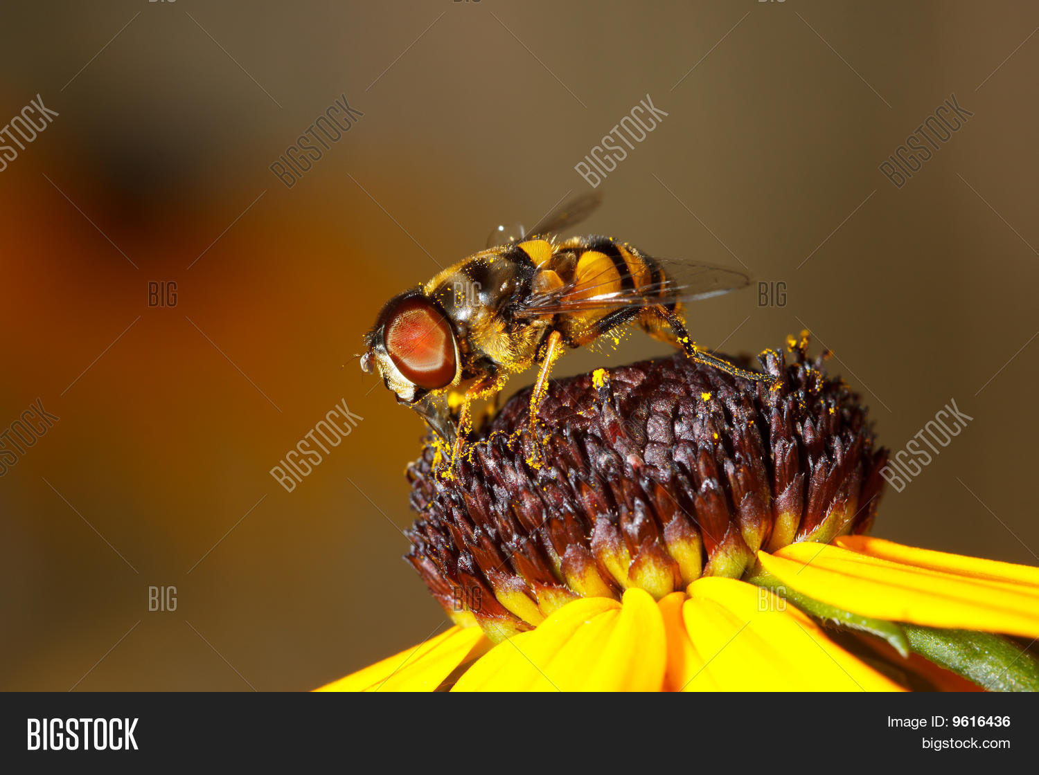 Honey Bee Eats Dinner Image & Photo (Free Trial) | Bigstock