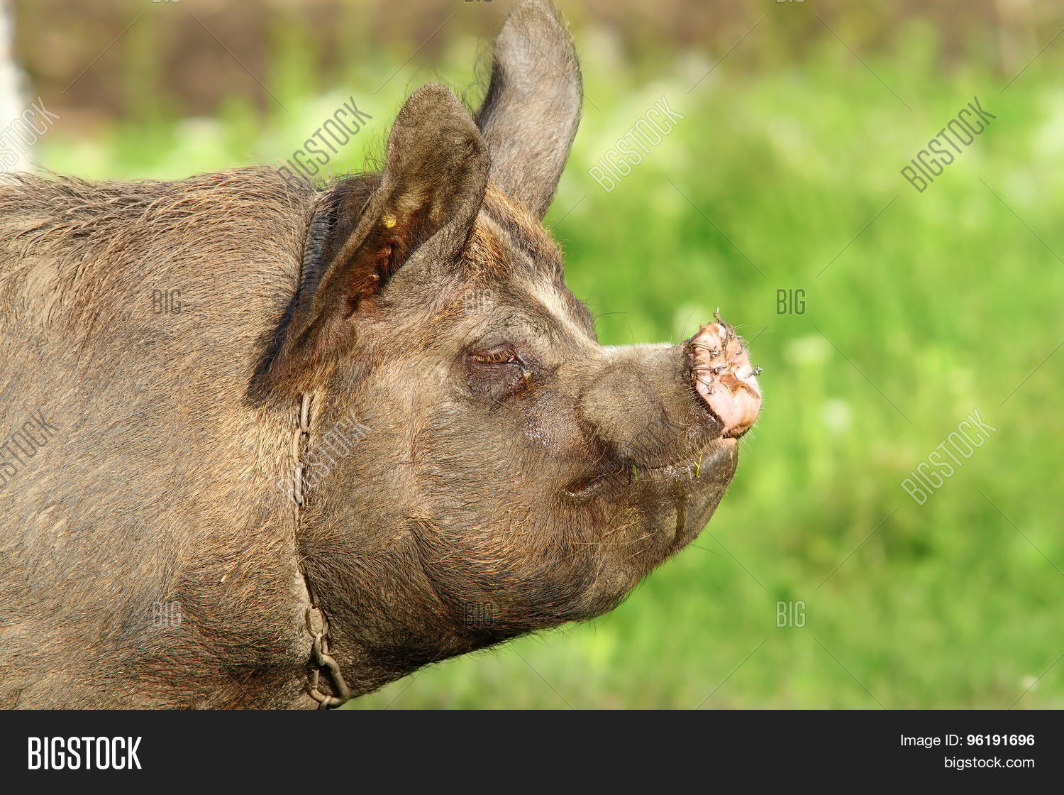 Profile Pig Image & Photo (Free Trial) | Bigstock