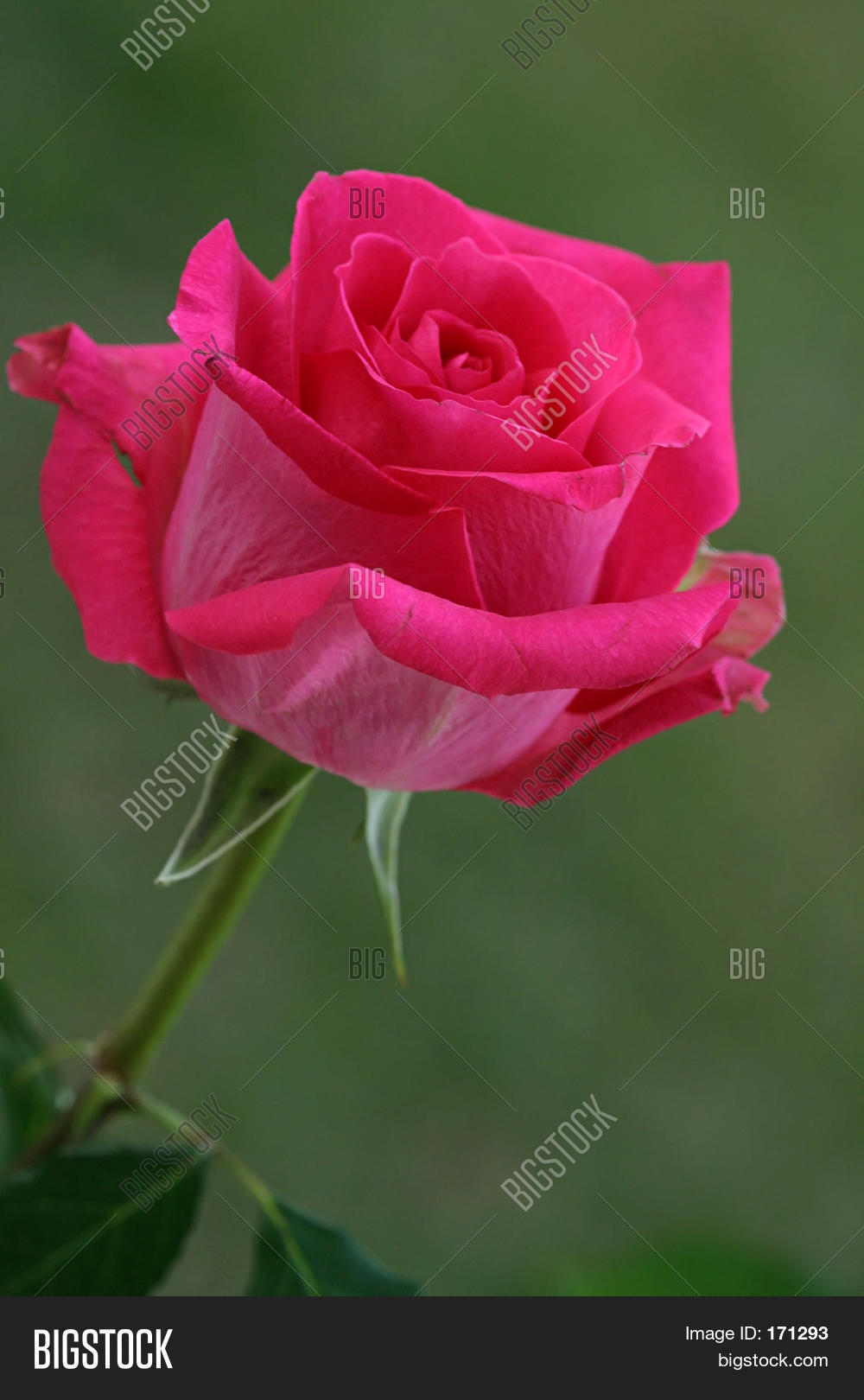 Hot Pink Rose Image & Photo (Free Trial) | Bigstock