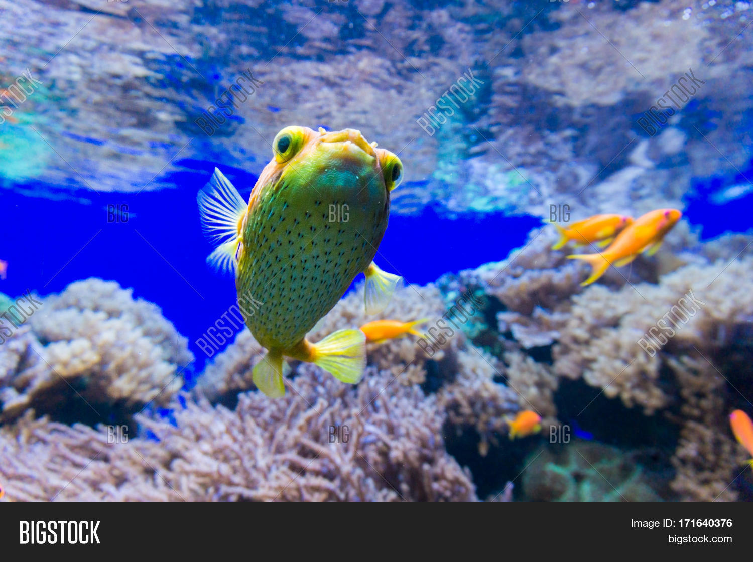 Close- Blowfish Image & Photo (Free Trial) | Bigstock