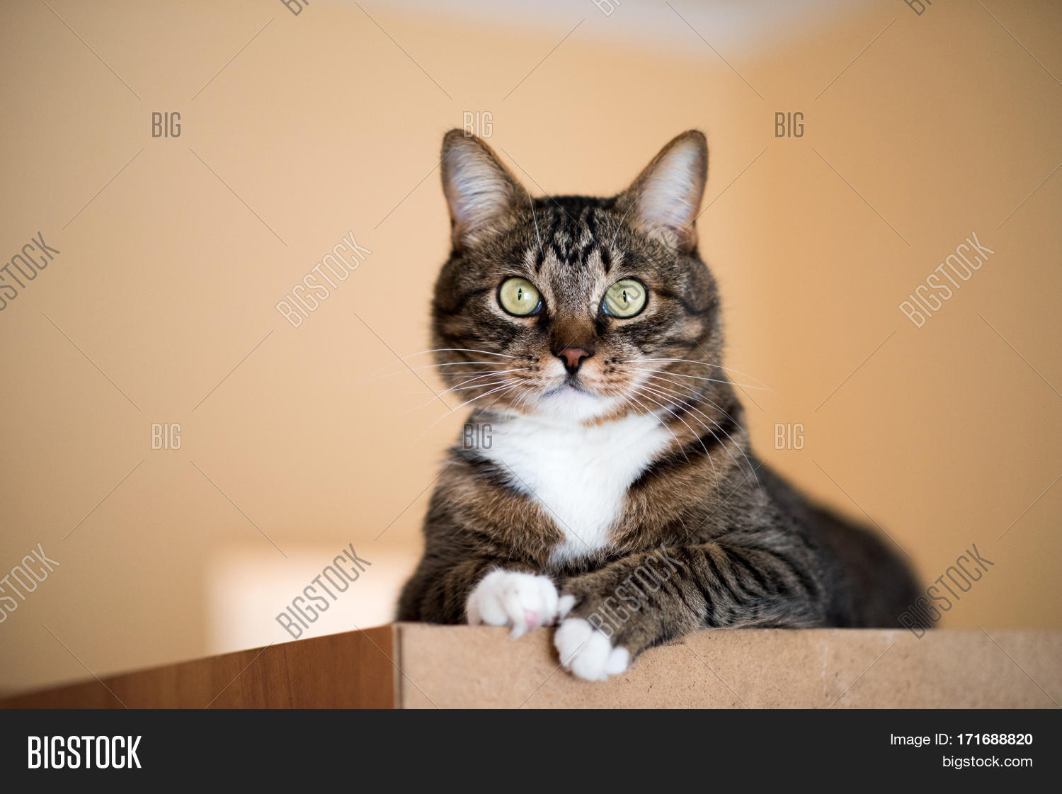 Cat Portrait Close Image & Photo (Free Trial) | Bigstock