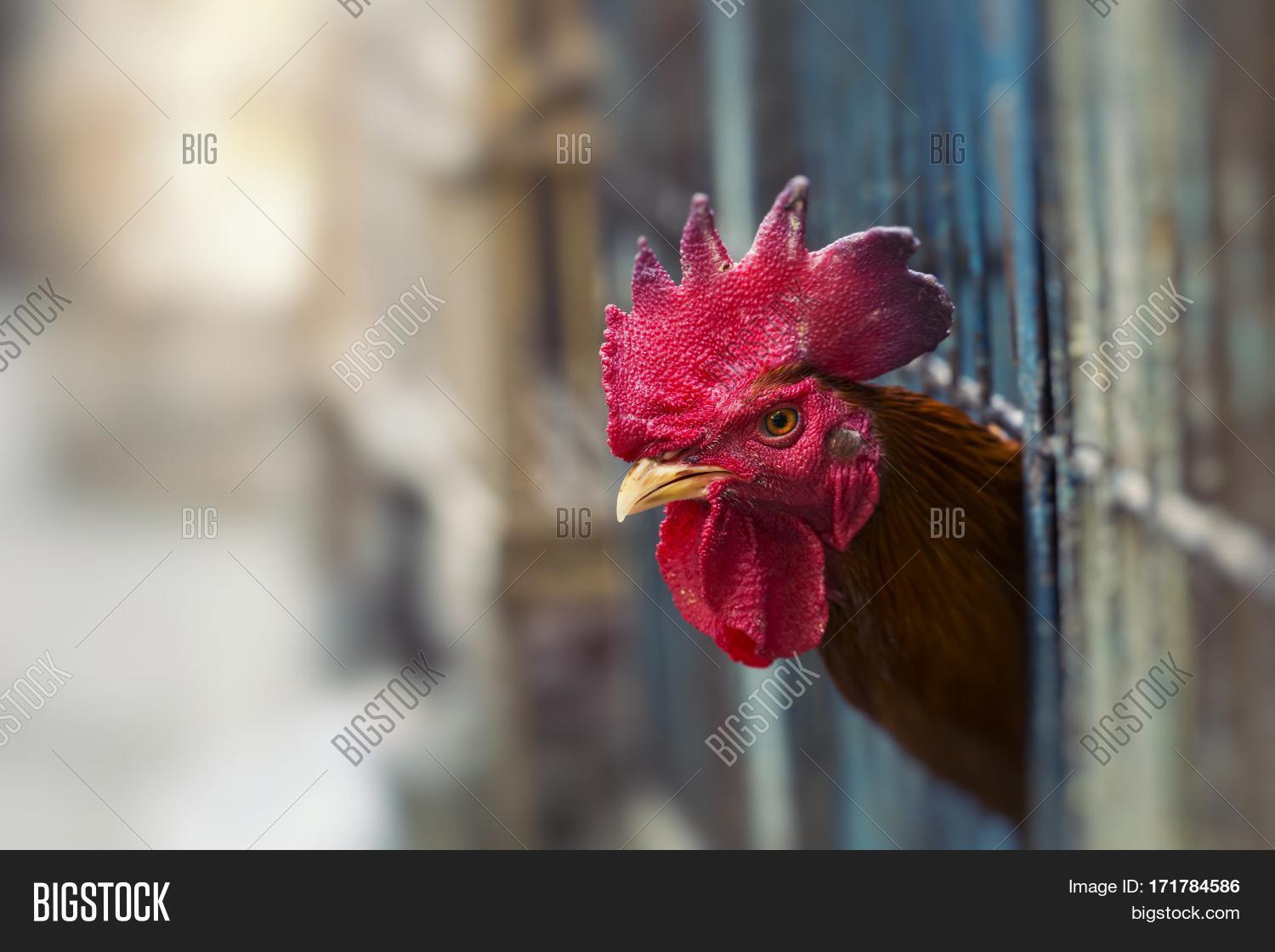 Angry Chicken Hen Image & Photo (Free Trial) | Bigstock