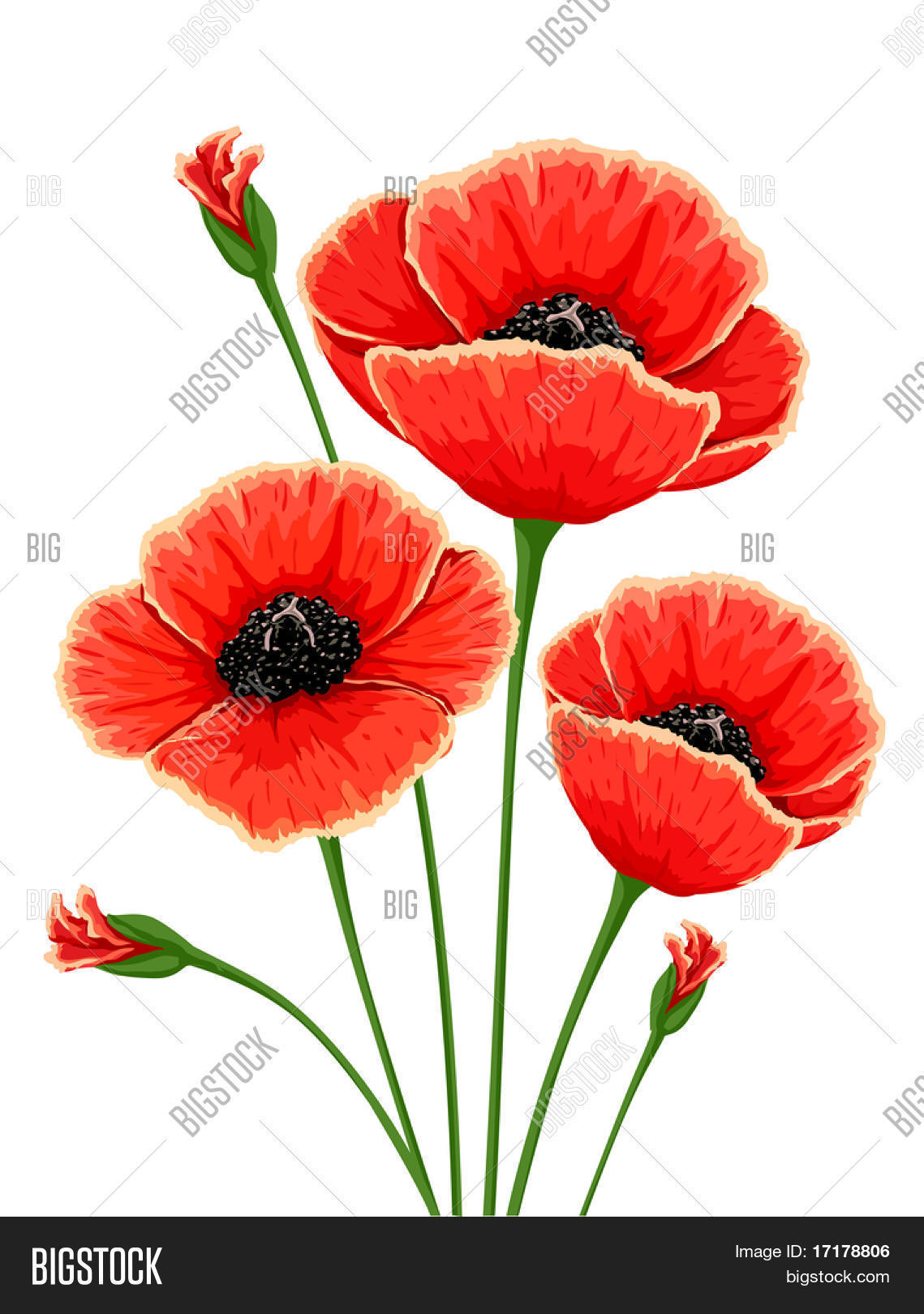 Vector y foto Flores De Amapolas (prueba gratis) | Bigstock