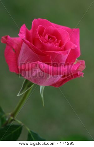Hot Pink Rose Image & Photo (Free Trial) | Bigstock