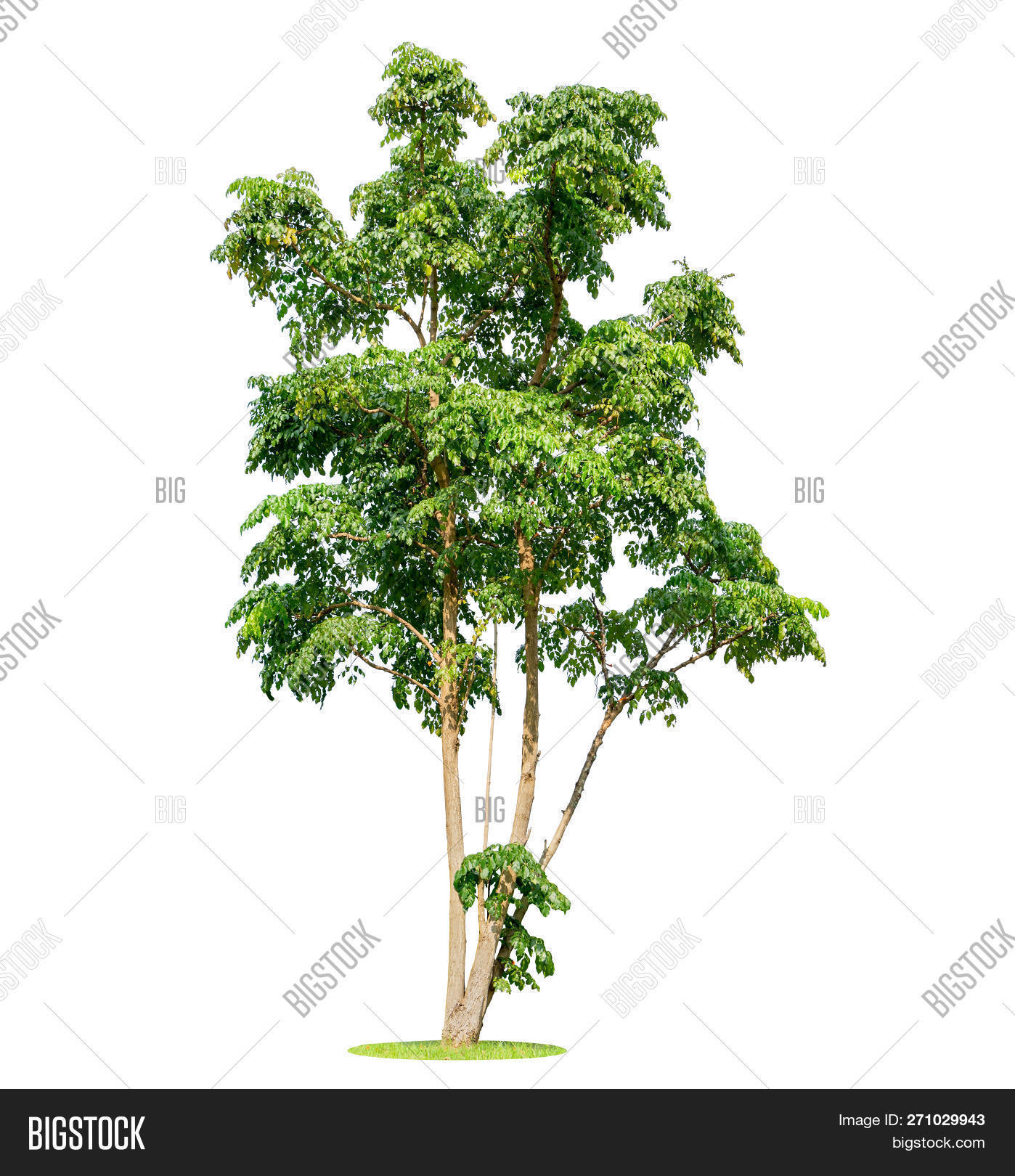 Tree Isolated On White Image & Photo (Free Trial) | Bigstock