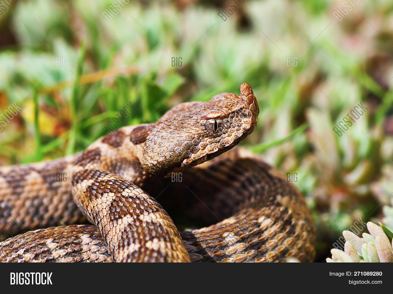 Closeup Nose Horned Image & Photo (Free Trial) | Bigstock