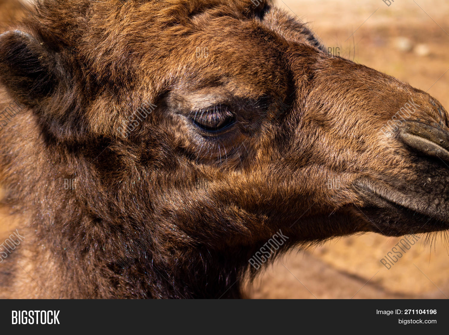 Approach Head Camel. Image & Photo (Free Trial) | Bigstock