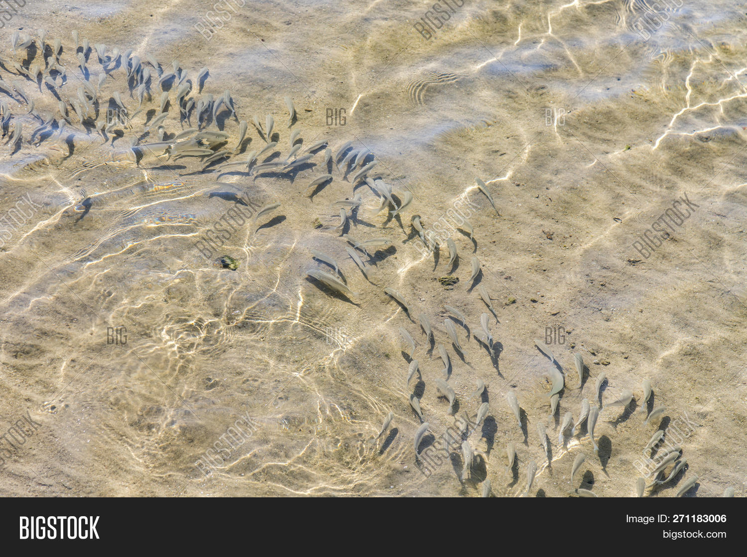 Shoal Fish Shallow Image & Photo (Free Trial) | Bigstock