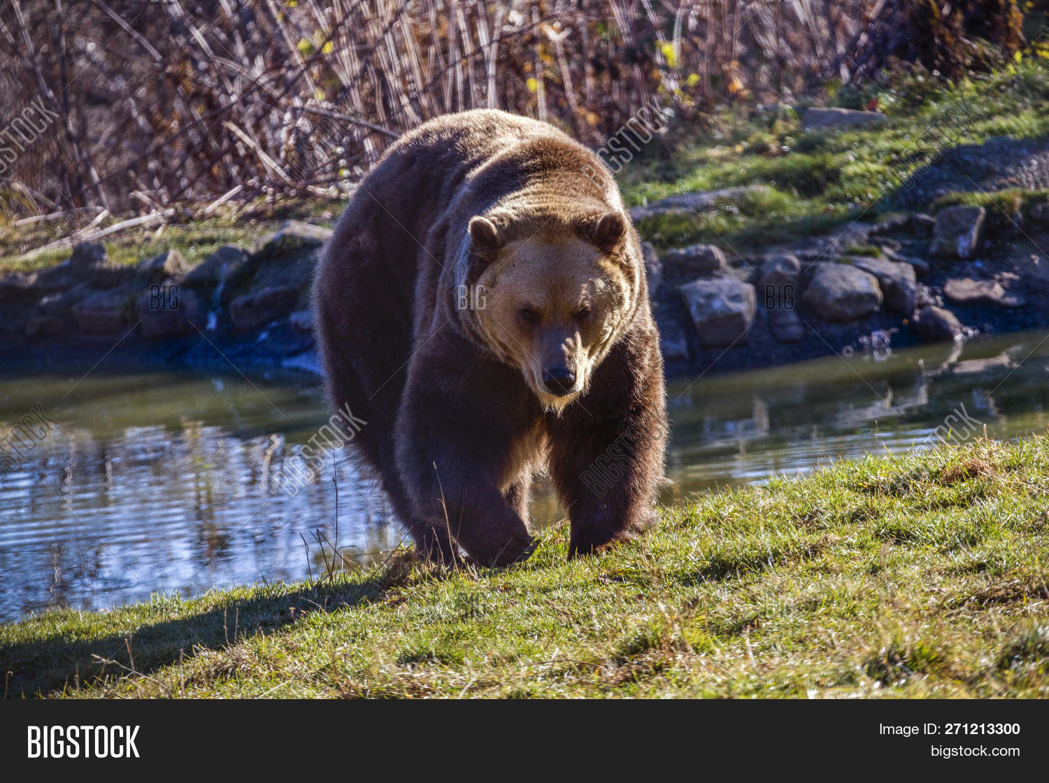 European Brown Bear ( Image & Photo (Free Trial) | Bigstock
