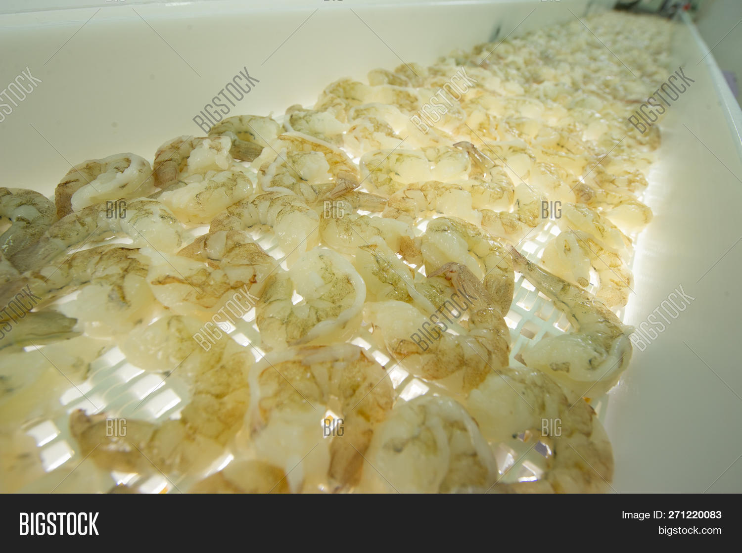 White Shrimps Image & Photo (Free Trial) | Bigstock