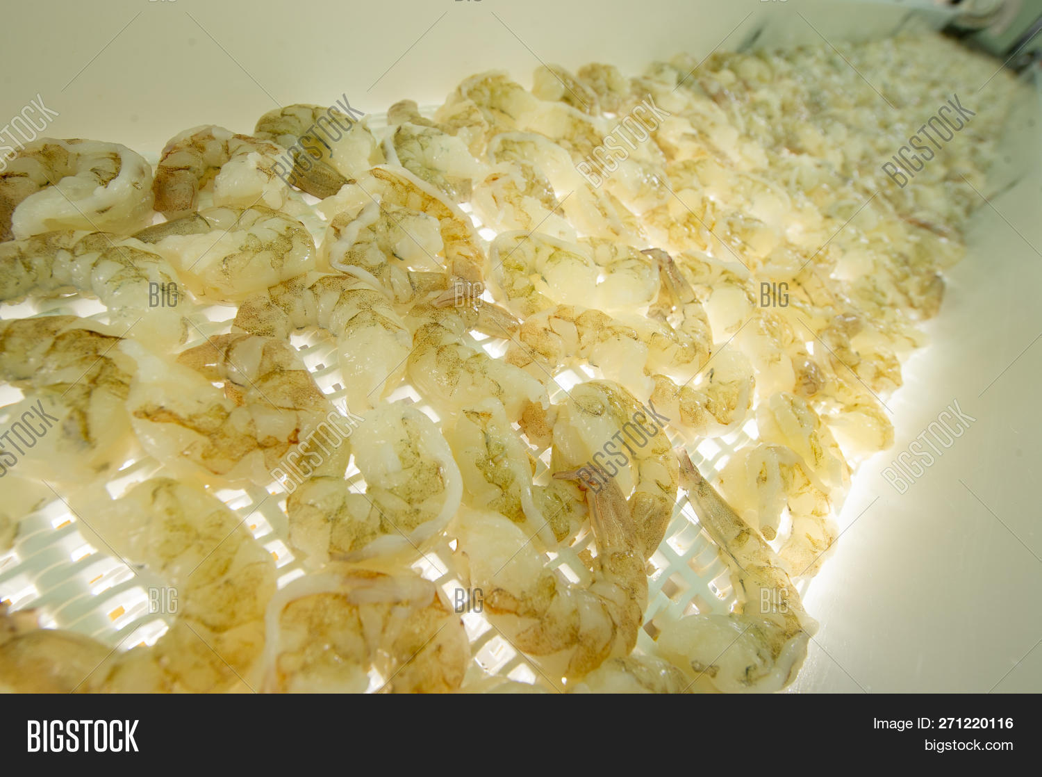 White Shrimps Image & Photo (Free Trial) | Bigstock