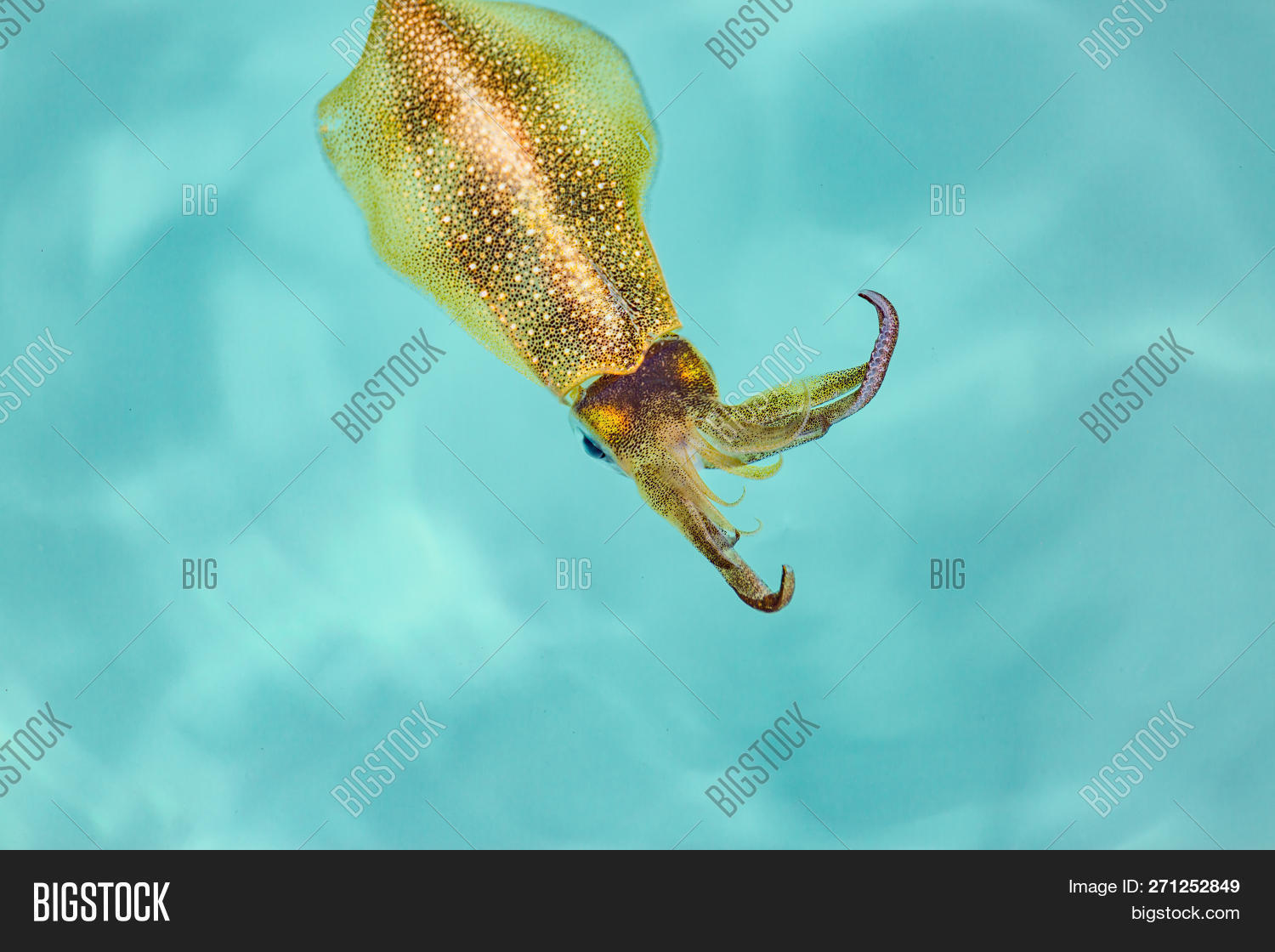 Bigfin Reef Squid ( Image & Photo (Free Trial) | Bigstock
