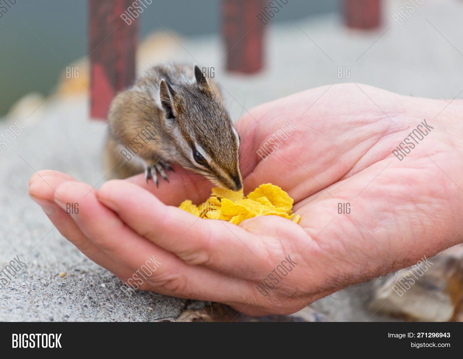 American Chipmunk Eats Image & Photo (Free Trial) | Bigstock