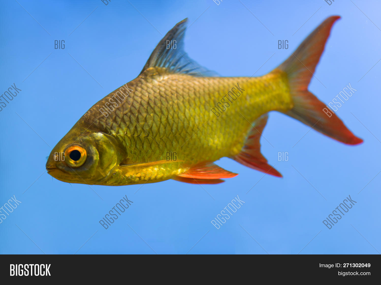 One Leseticky Barbus Image & Photo (Free Trial) | Bigstock