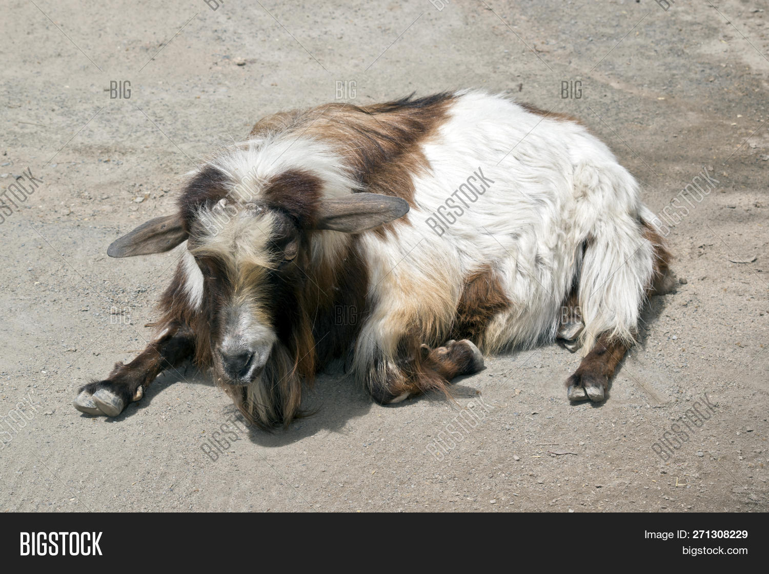 Young Goat Resting On Image & Photo (Free Trial) | Bigstock