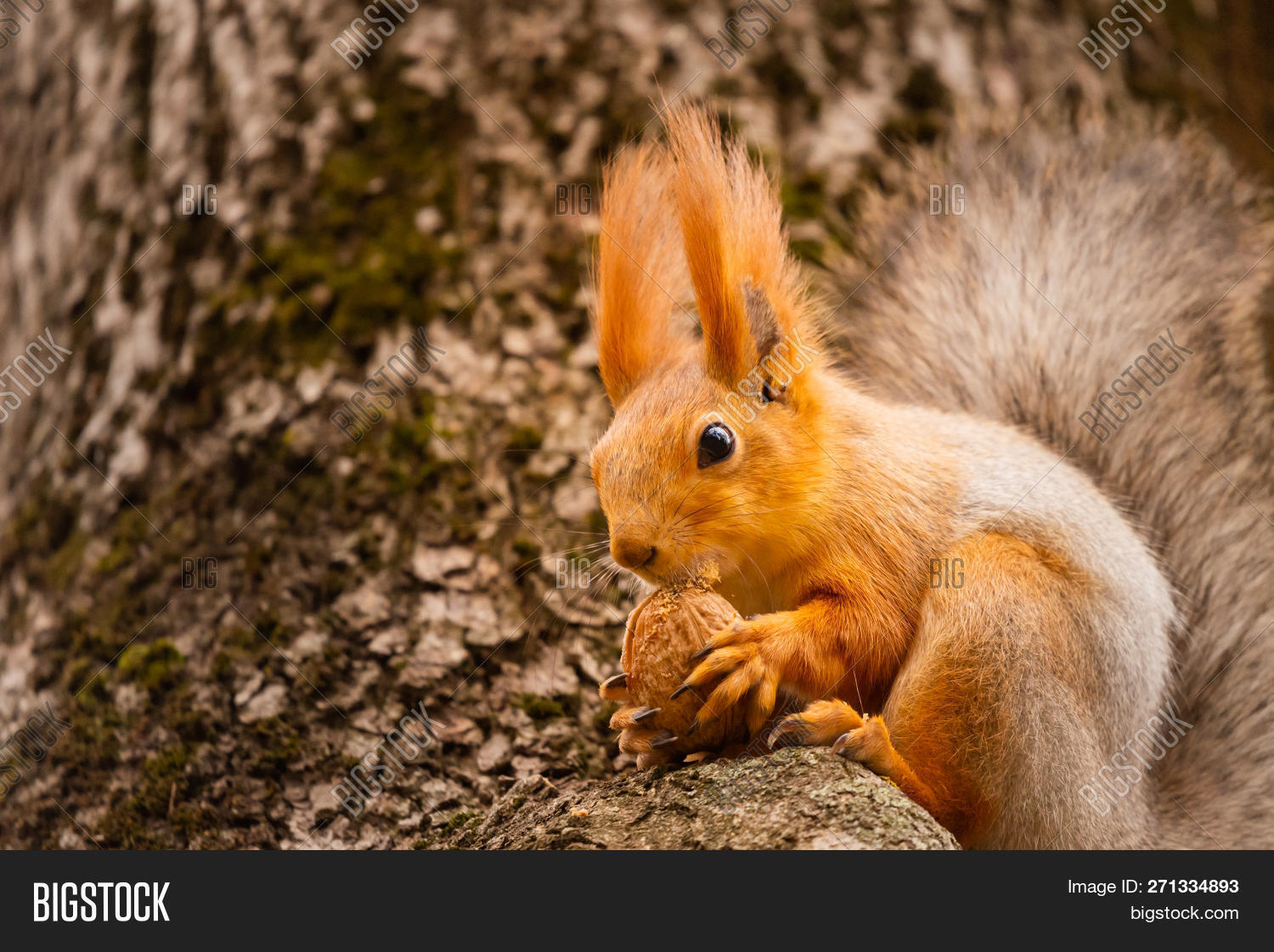 Squirrel Autumn Park Image & Photo (Free Trial) | Bigstock