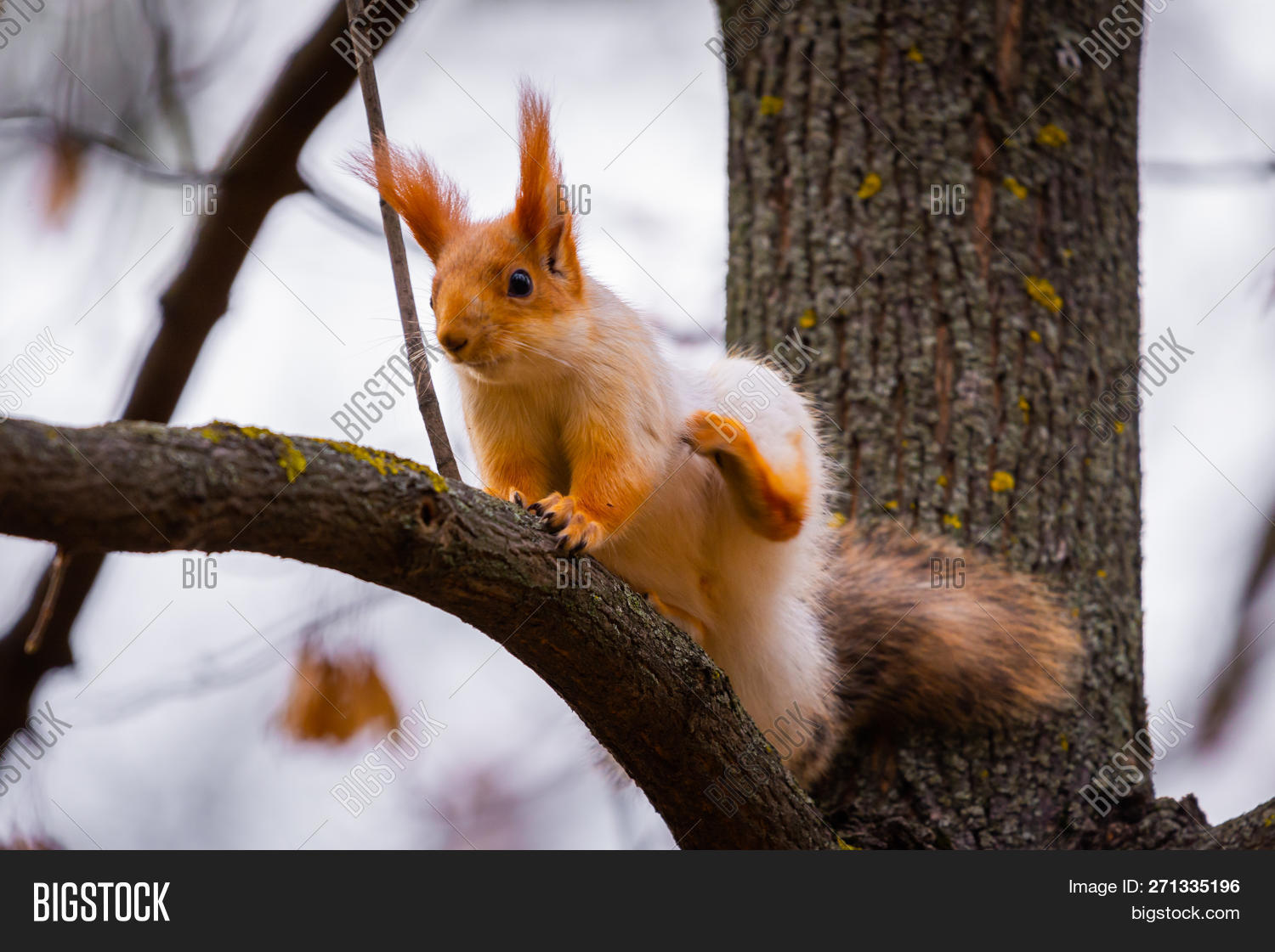 Red Squirrel Standing Image & Photo (Free Trial) | Bigstock