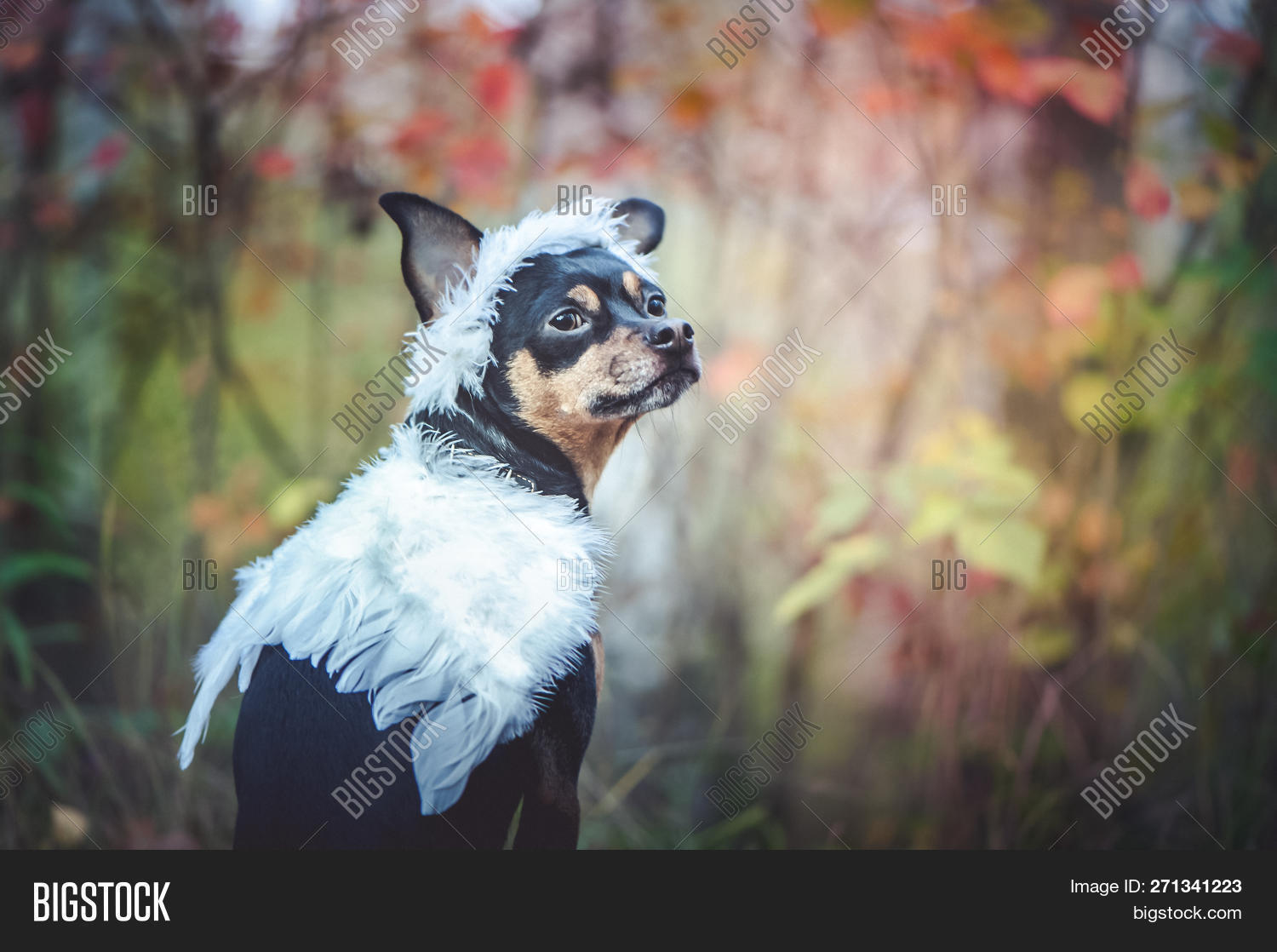 Angel Dog, Portrait Image & Photo (Free Trial) | Bigstock
