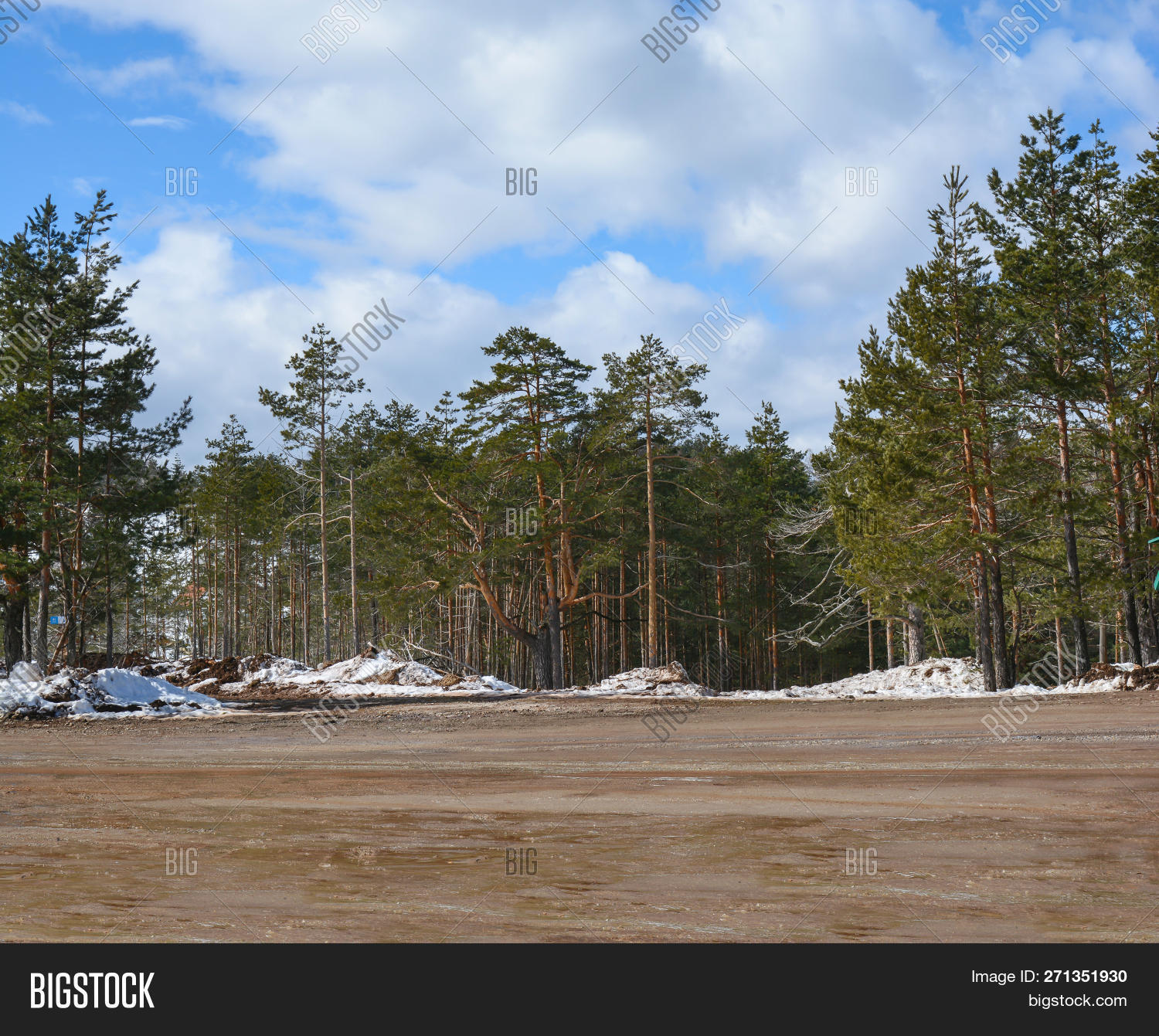 Mud Green Pine Tree Image & Photo (Free Trial) | Bigstock