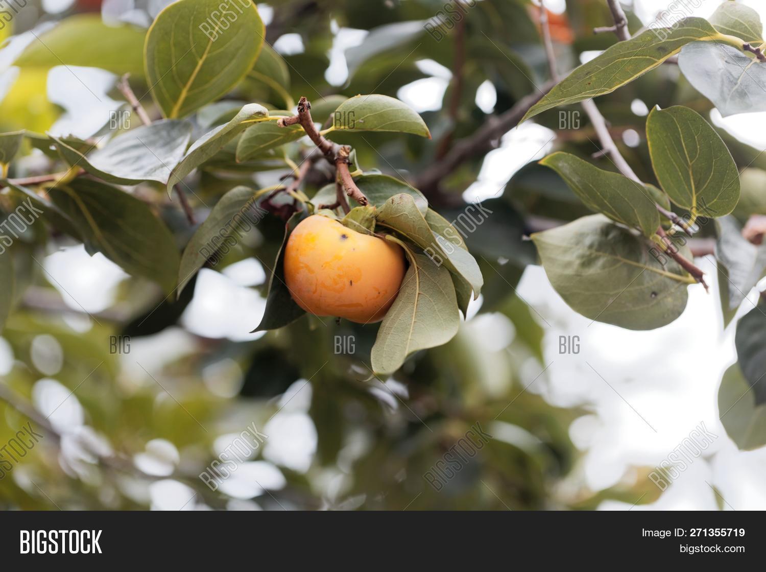 Persimmon Fruit ( Image & Photo (Free Trial) | Bigstock