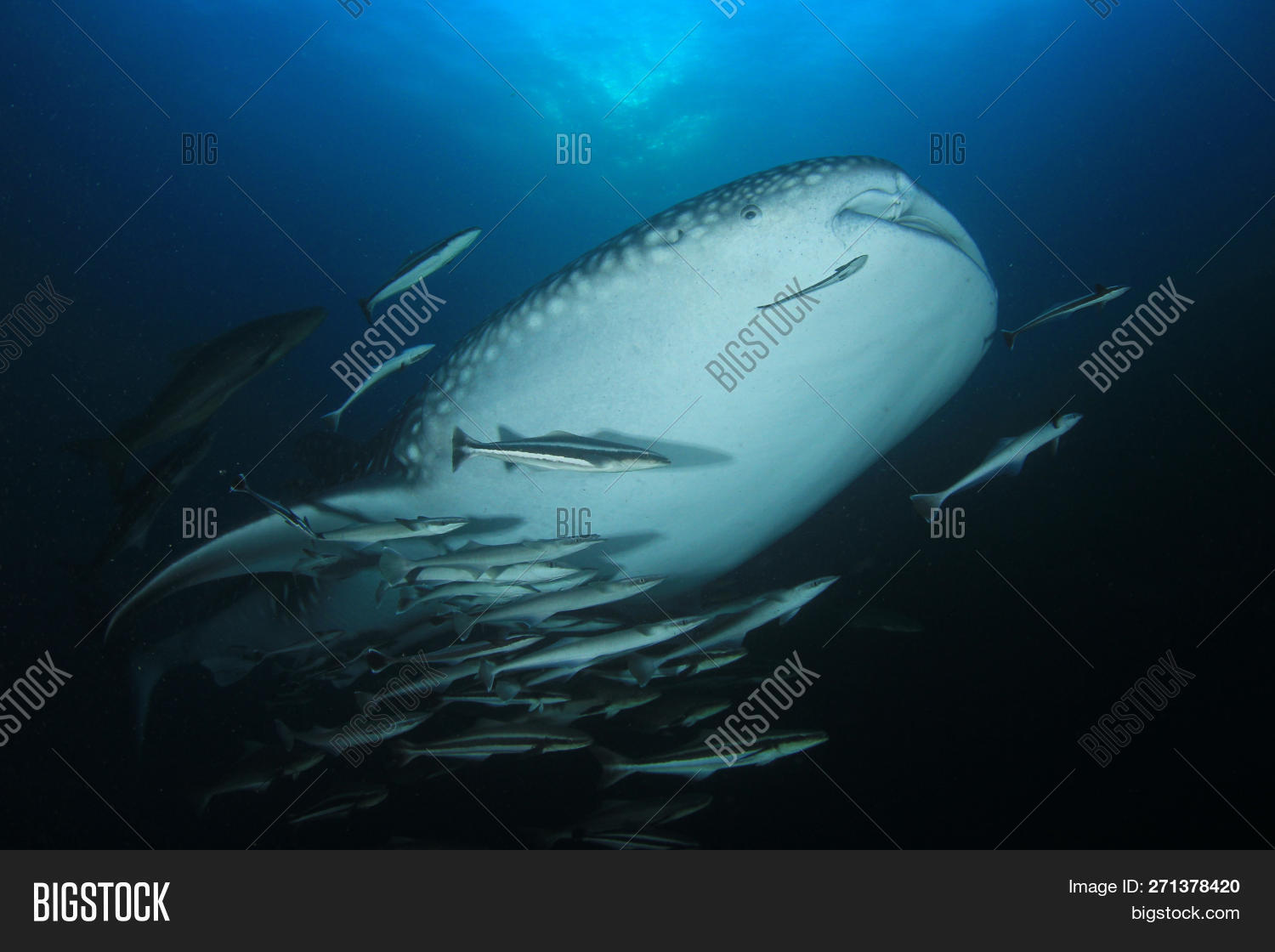 Whale Shark Remora Image & Photo (Free Trial) | Bigstock
