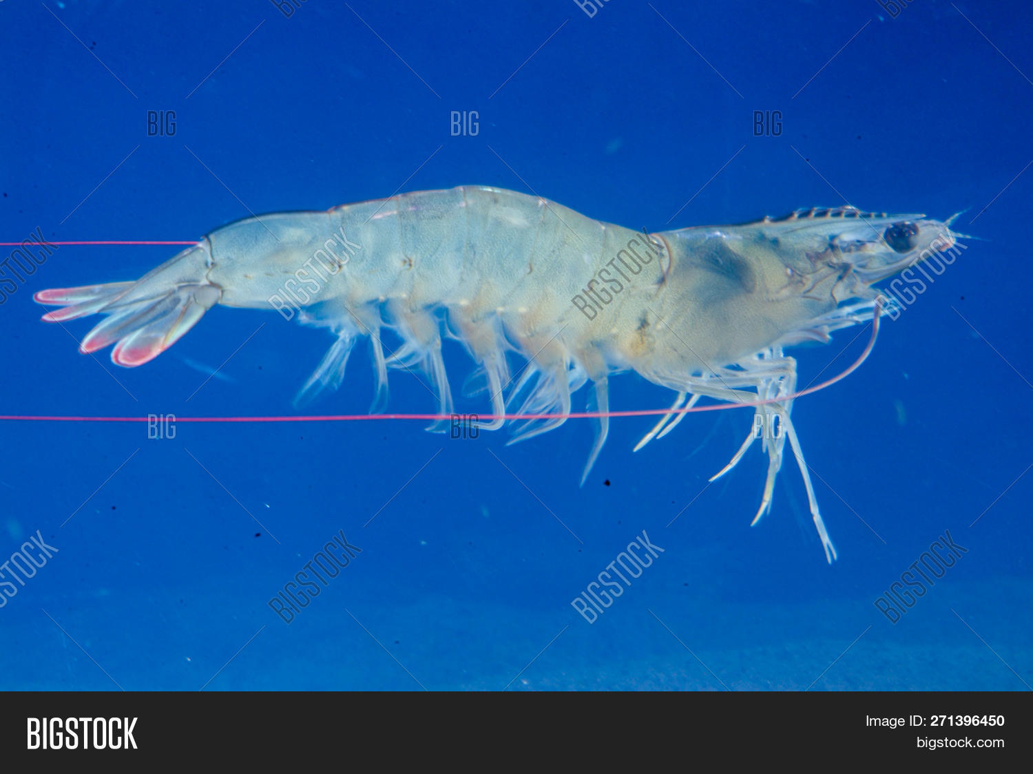 White Shrimps Image & Photo (Free Trial) | Bigstock