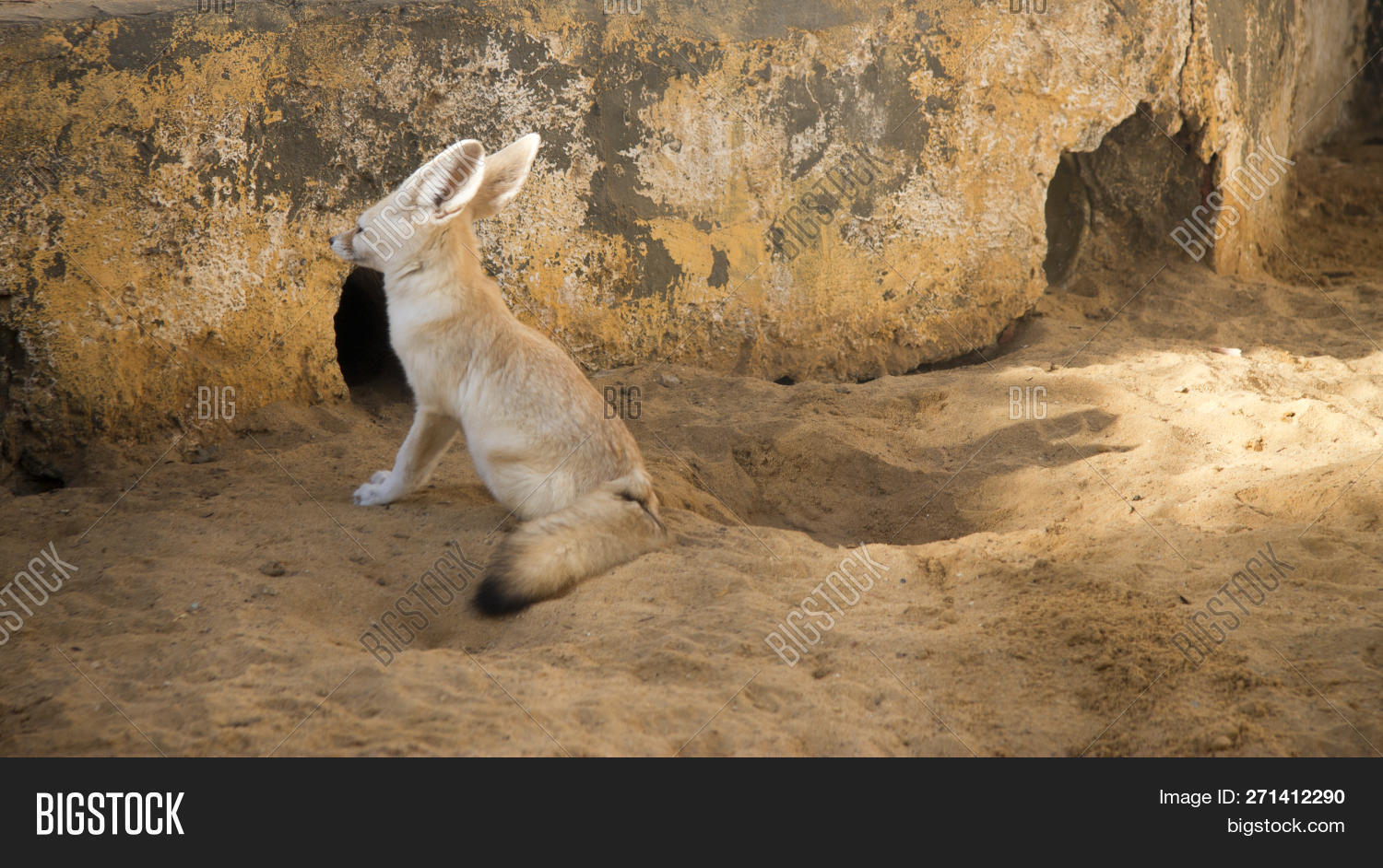 Fennec Fox - Desert Image & Photo (Free Trial) | Bigstock