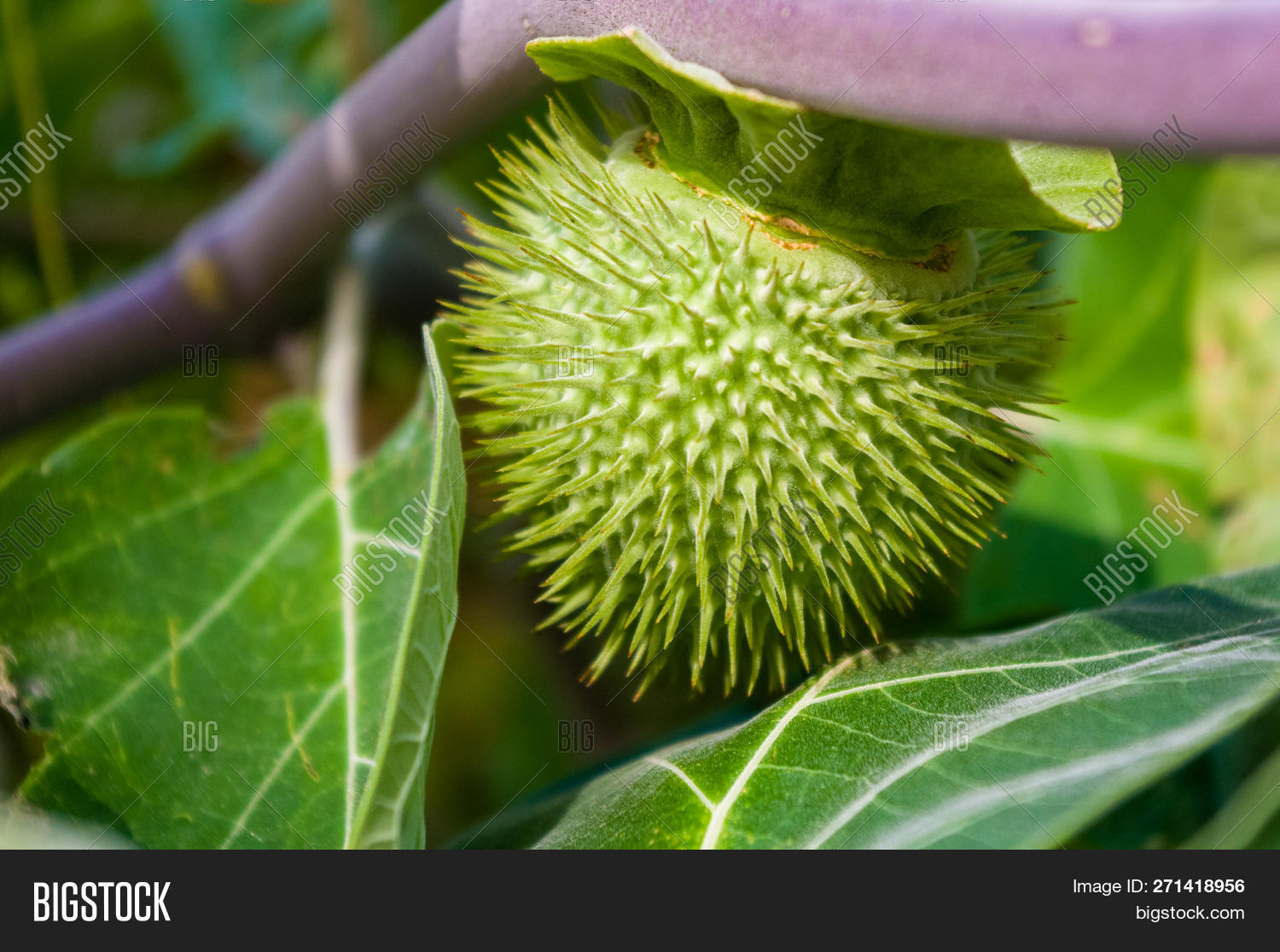 Devils Trumpet, Datura Image & Photo (Free Trial) | Bigstock