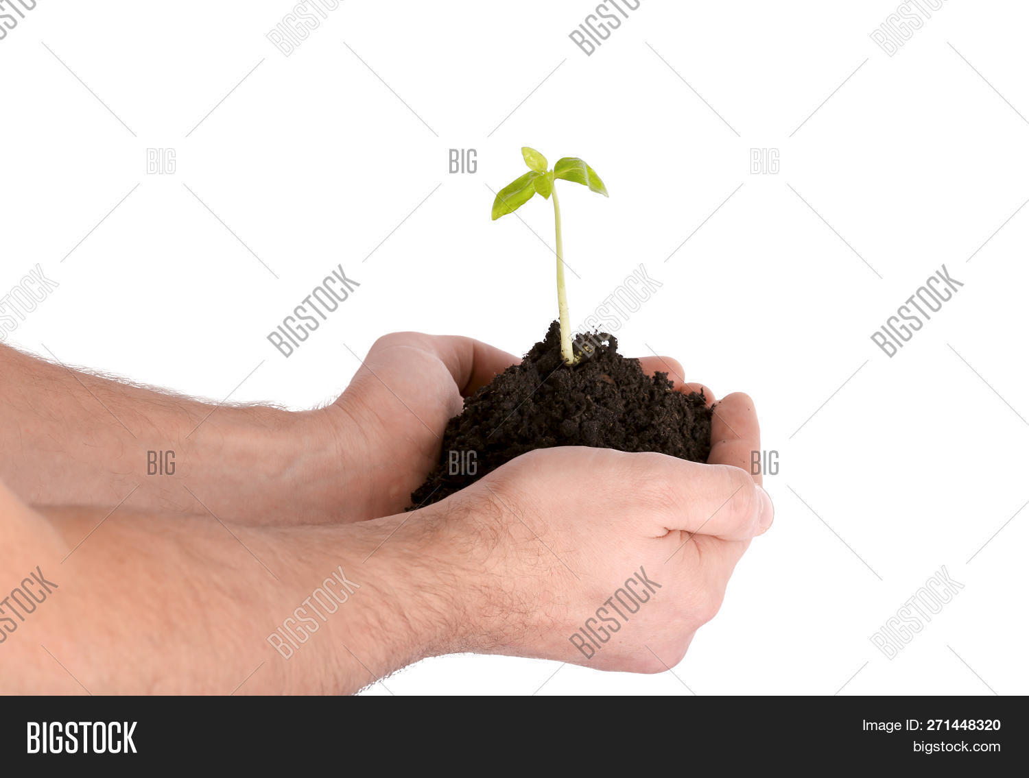 Sprouted Sprout Hands Image & Photo (Free Trial) | Bigstock
