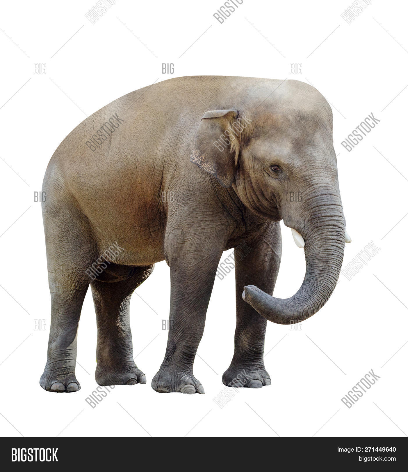Elephant Isolated On Image & Photo (Free Trial) | Bigstock