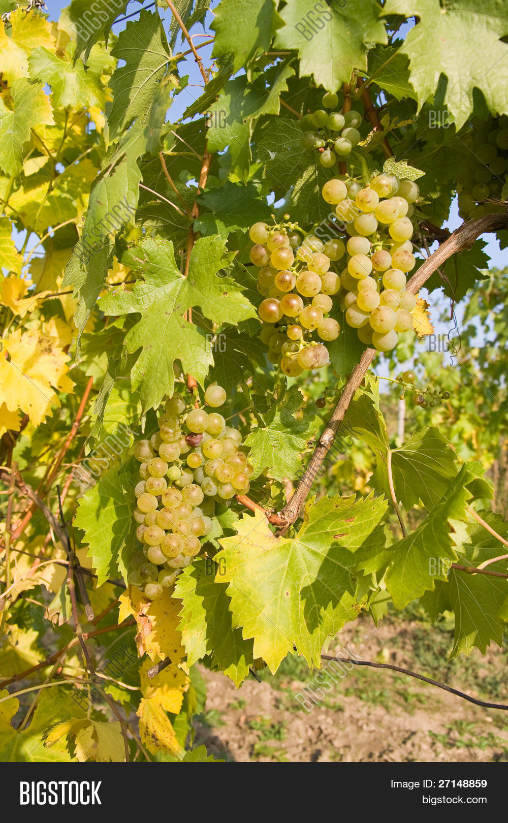 Bunch Ripe Grapes On Image & Photo (Free Trial) | Bigstock