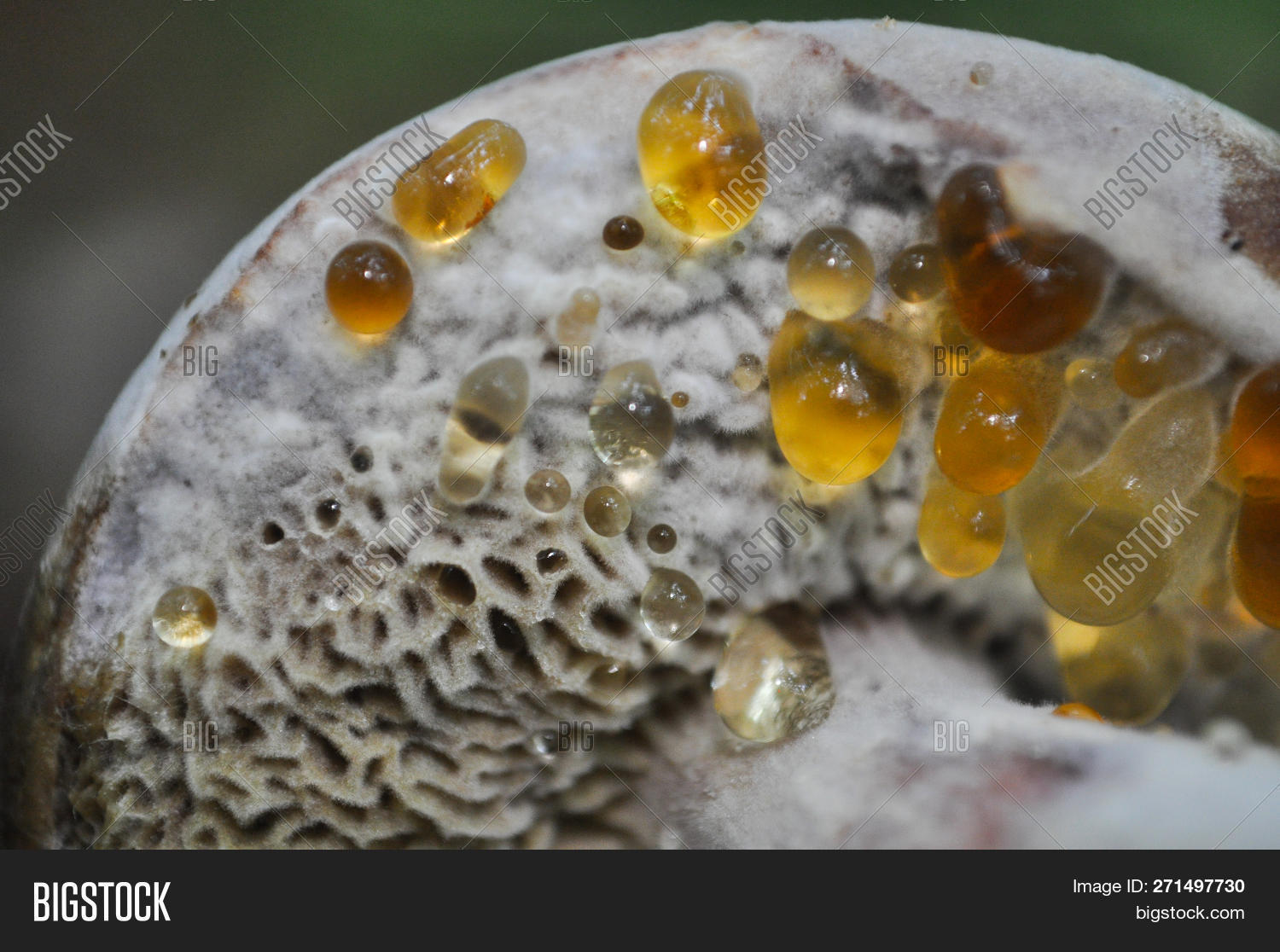 Rotten Mushrooms, Image & Photo (Free Trial) | Bigstock