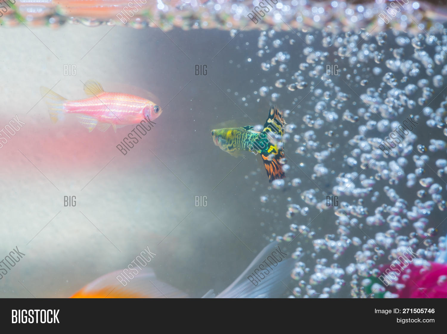 Little Fish Fish Tank Image & Photo (Free Trial) | Bigstock