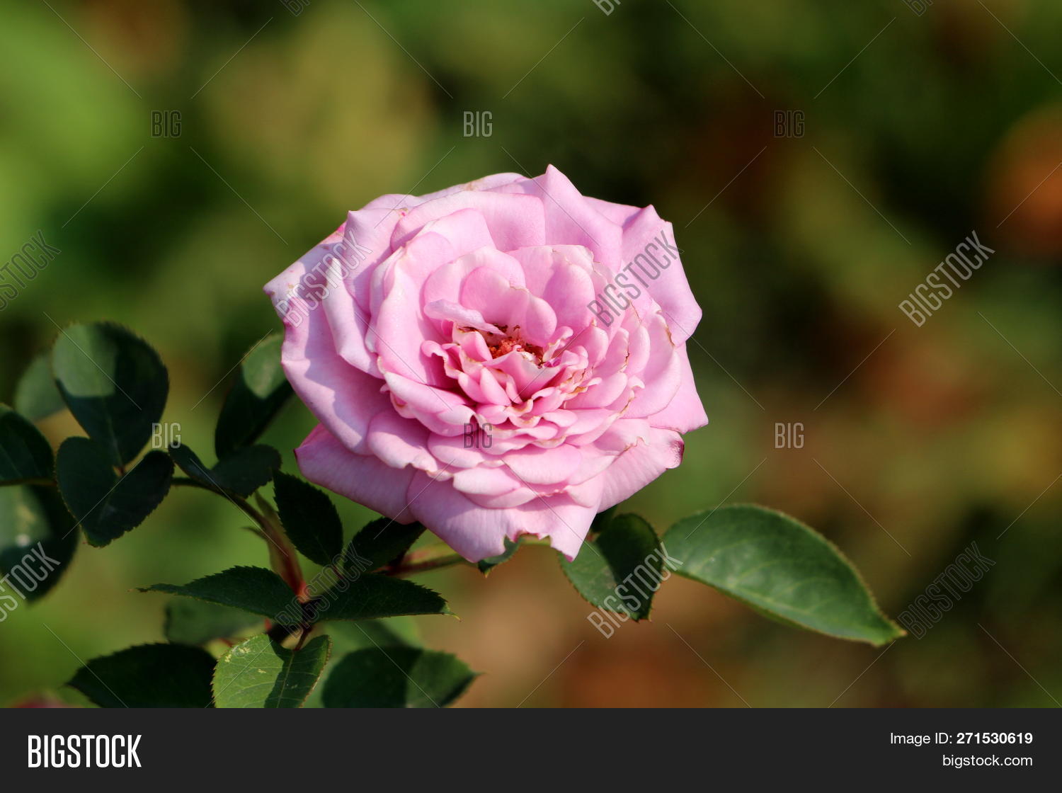 Single Rose Fully Open Image & Photo (Free Trial) | Bigstock