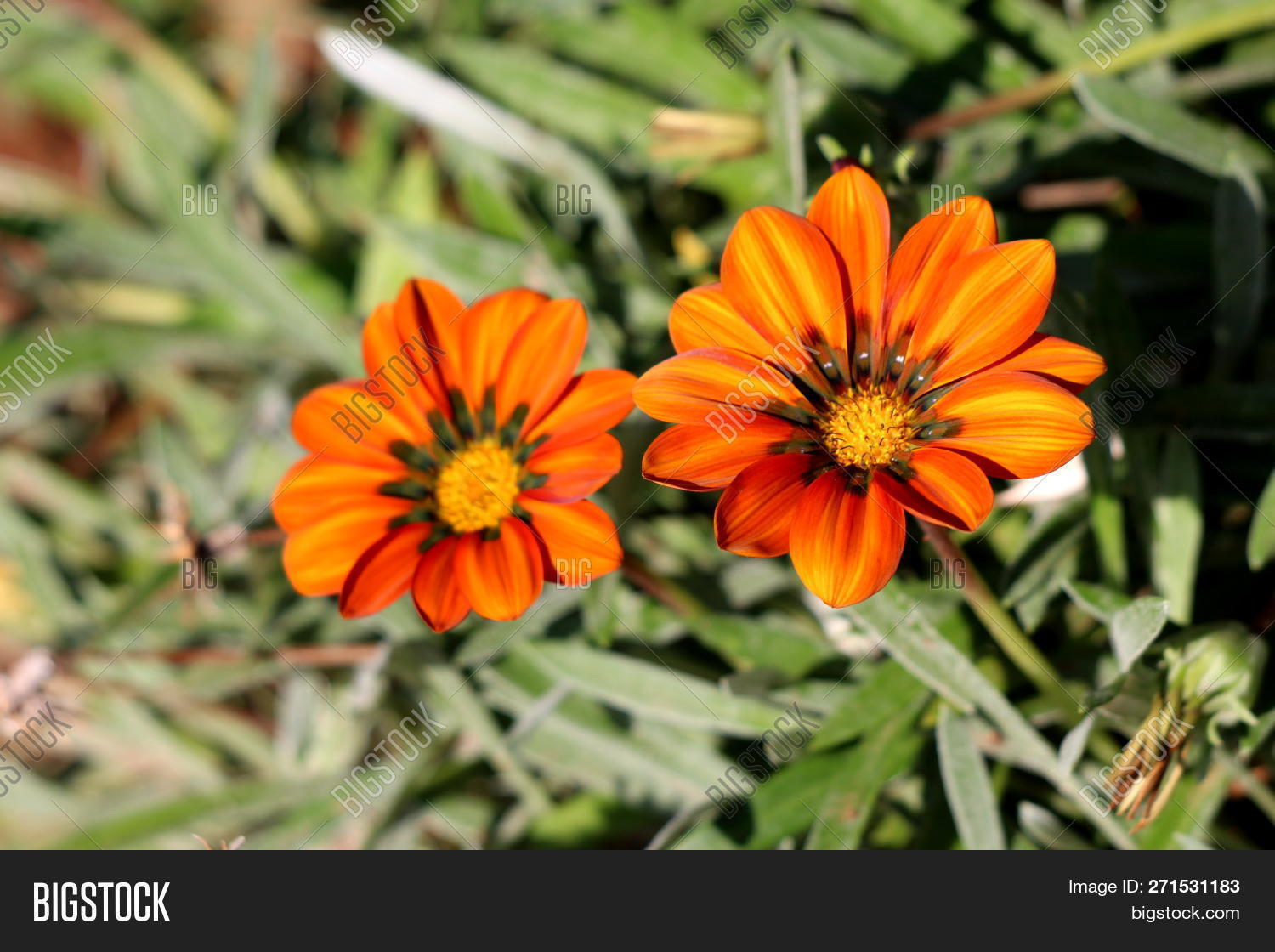 Treasure Flower Image & Photo (Free Trial) | Bigstock