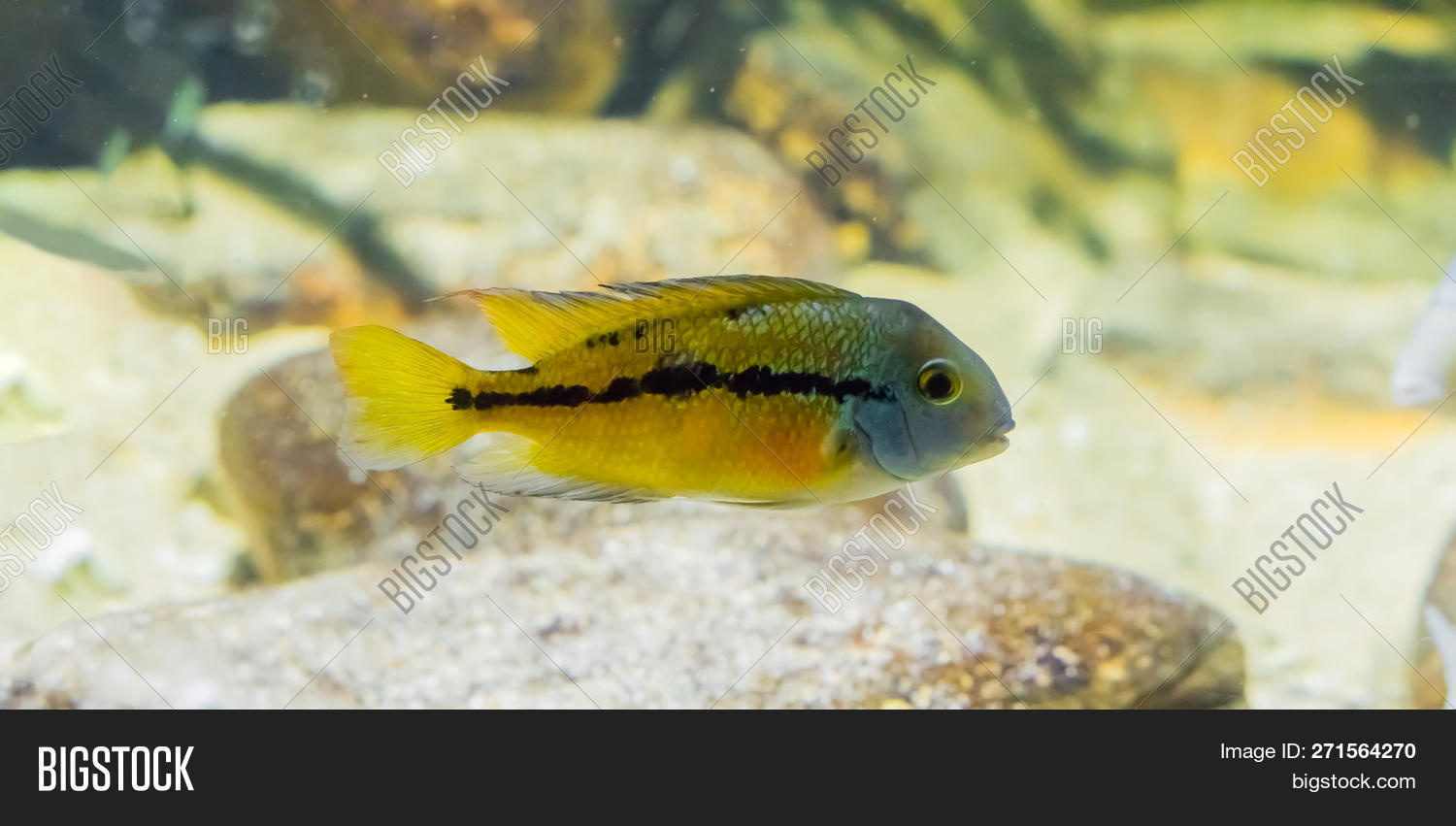 Small Juvenile Parrot Image & Photo (Free Trial) | Bigstock