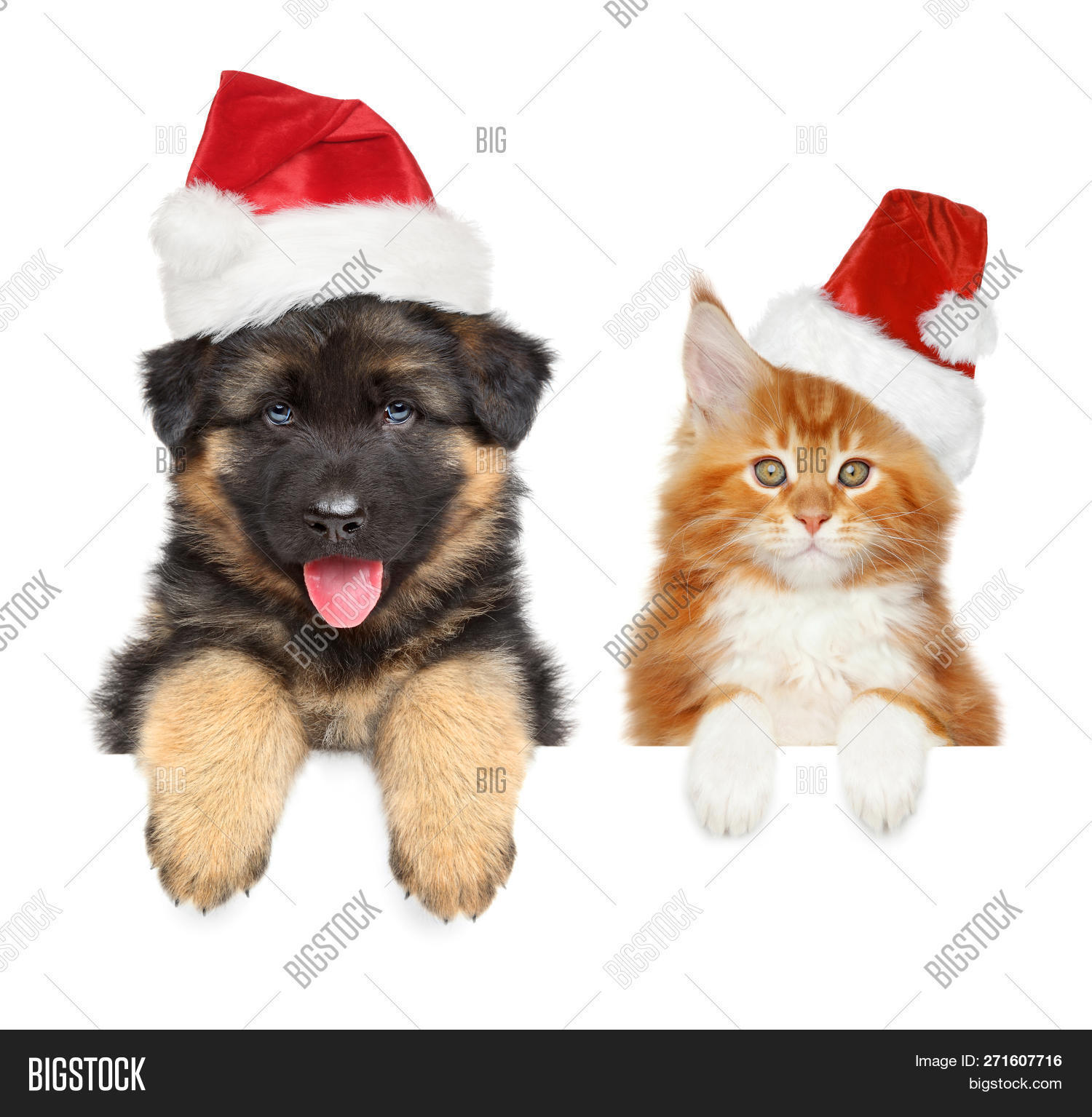 Happy Sheepdog Puppy Image & Photo (Free Trial) | Bigstock