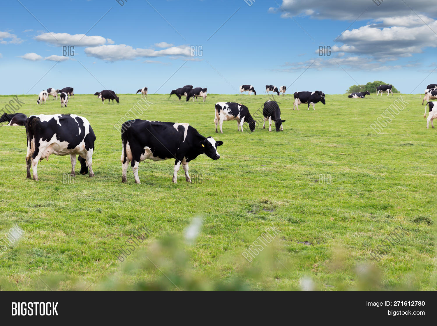 Perfect Farm Cows On Image & Photo (Free Trial) | Bigstock