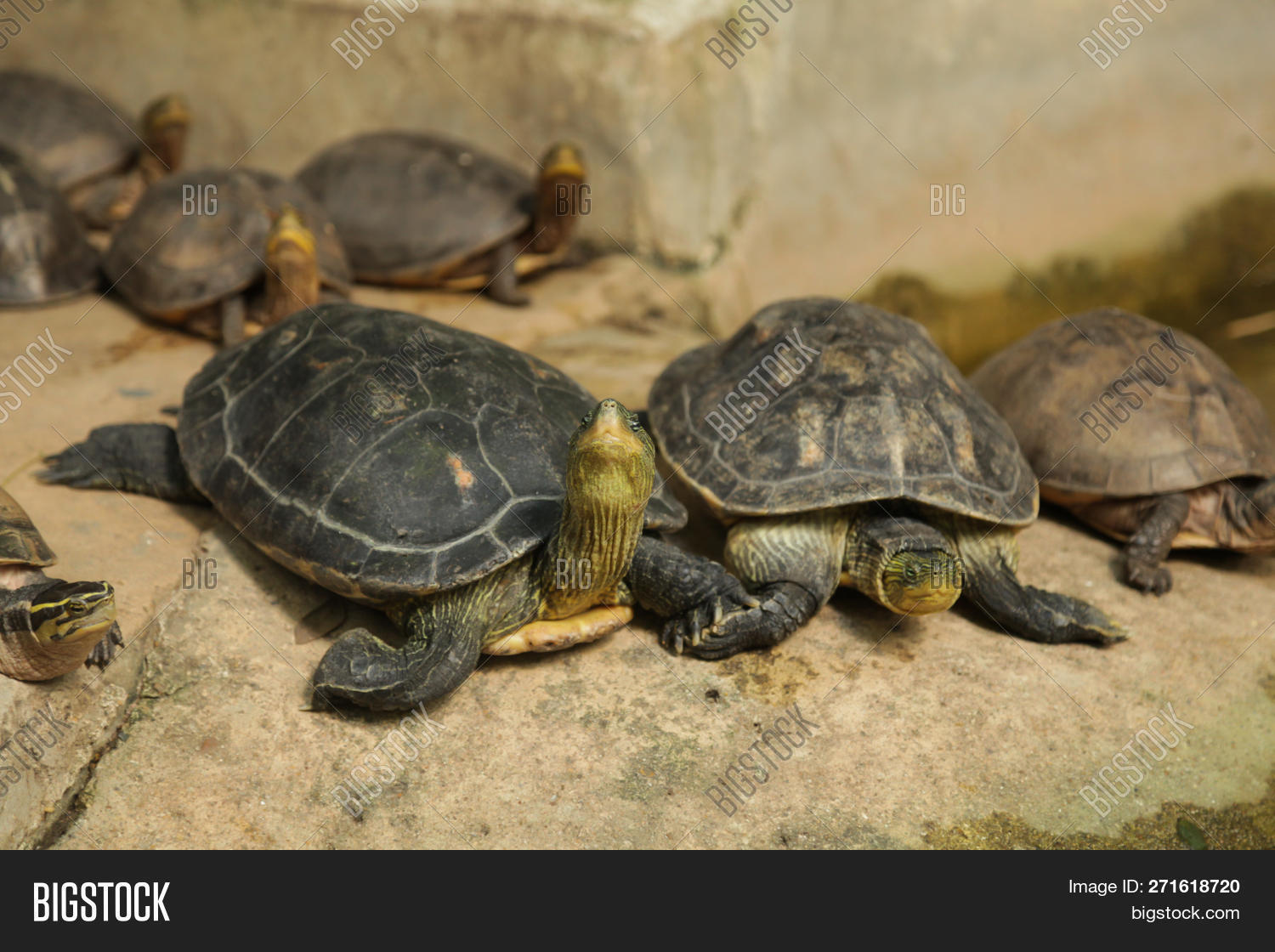 Chinese Stripe-necked Image & Photo (Free Trial) | Bigstock
