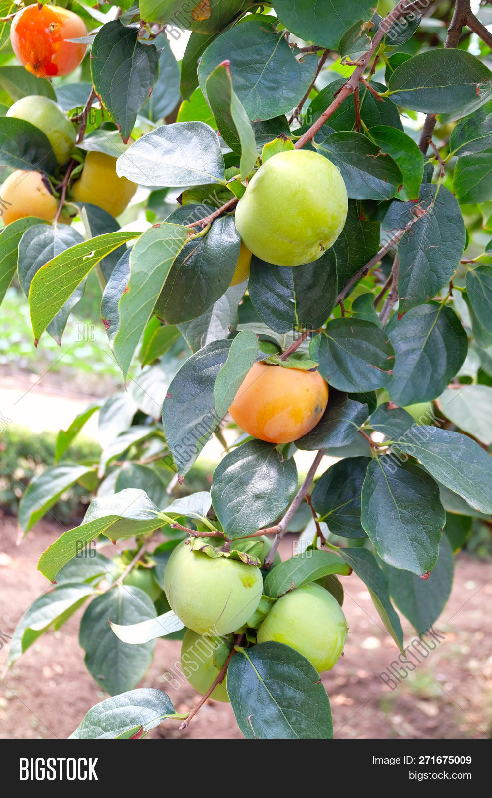 Photo Diospyros Fruits Image & Photo (Free Trial) | Bigstock
