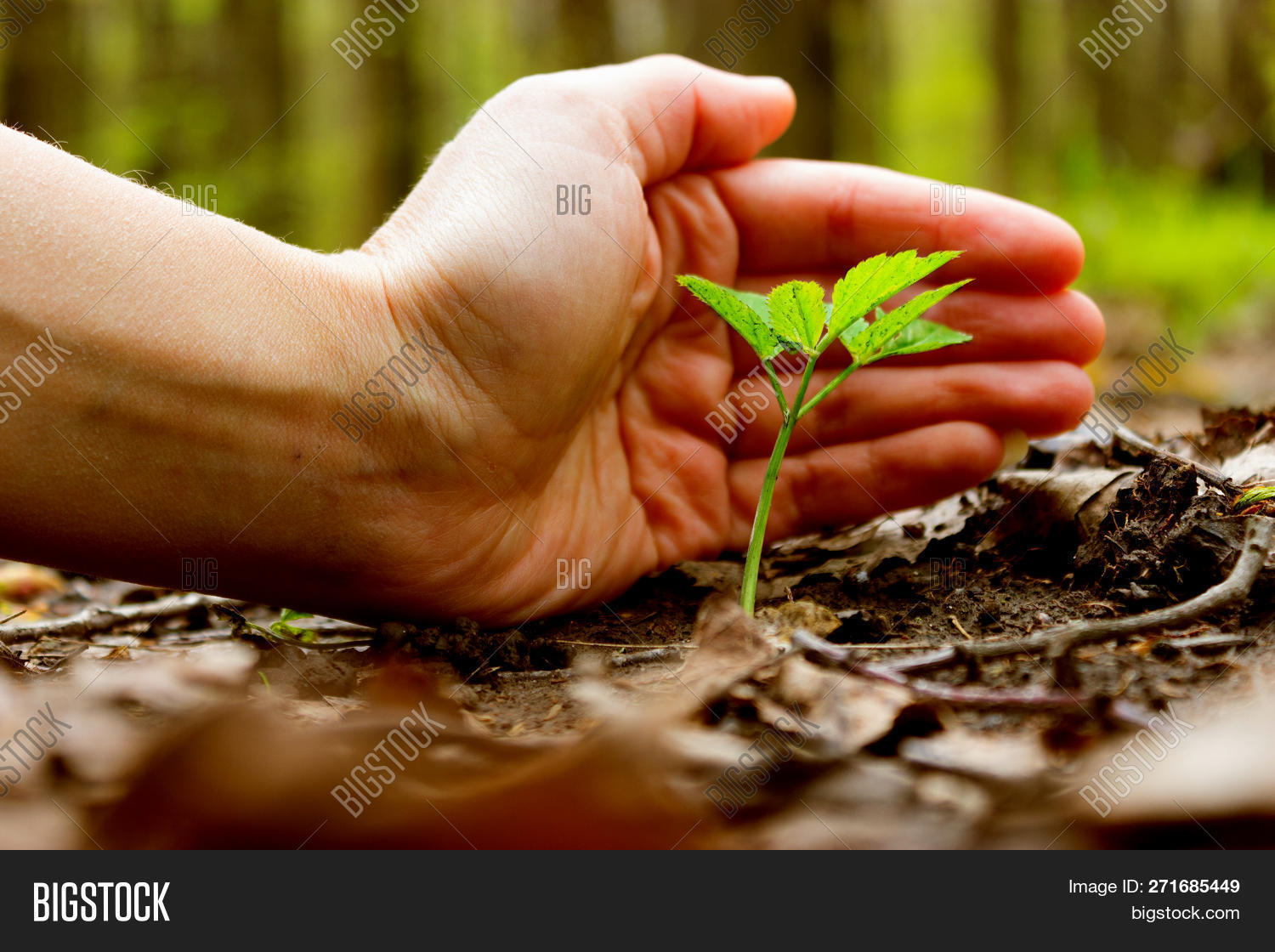Growing Plant. Hands Image & Photo (Free Trial) | Bigstock