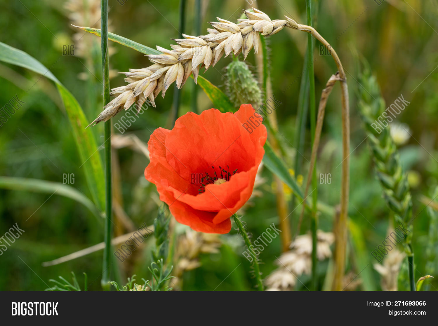 Red Long-headed Poppy Image & Photo (Free Trial) | Bigstock